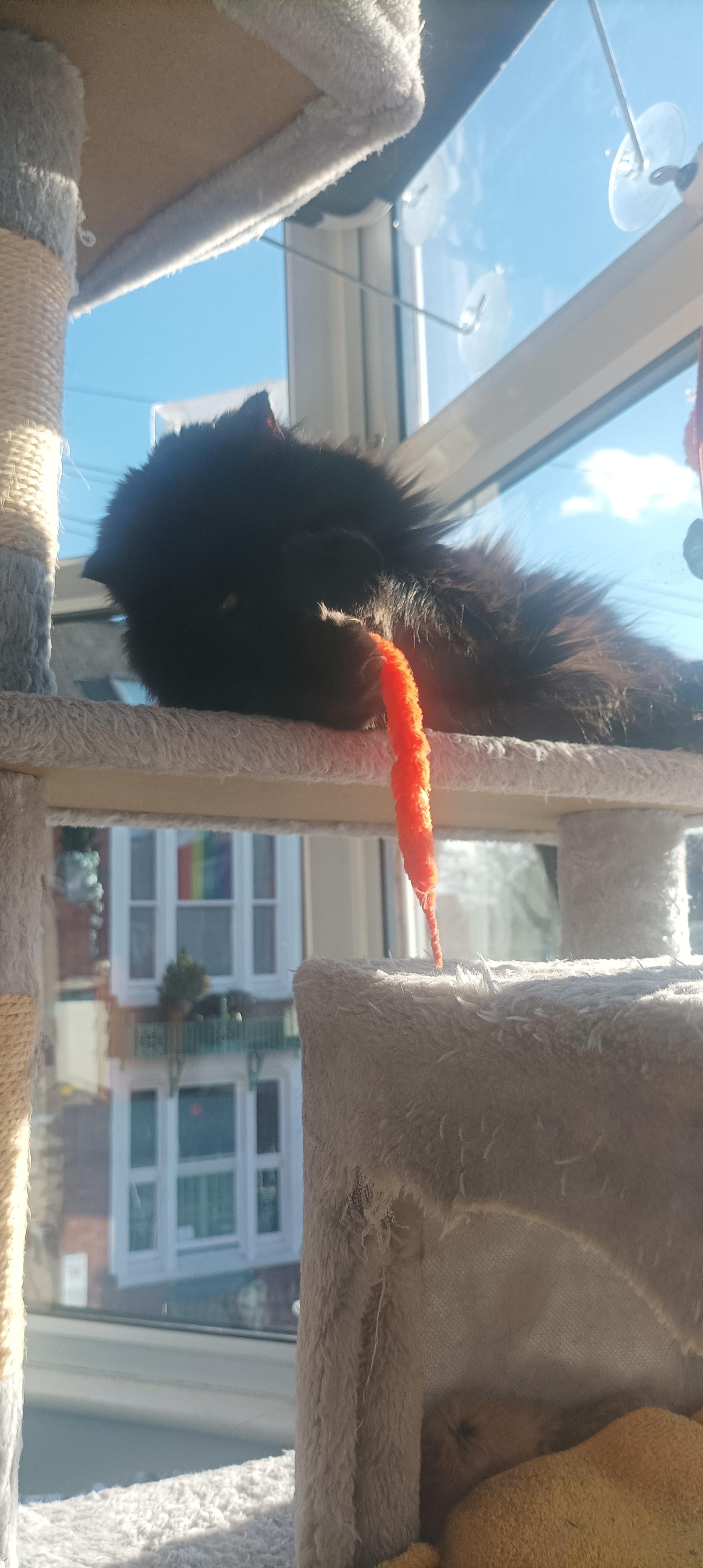 From snow to sun, Sylvie fluffball has the best perch around. 🥰 (oc) | Scrolller