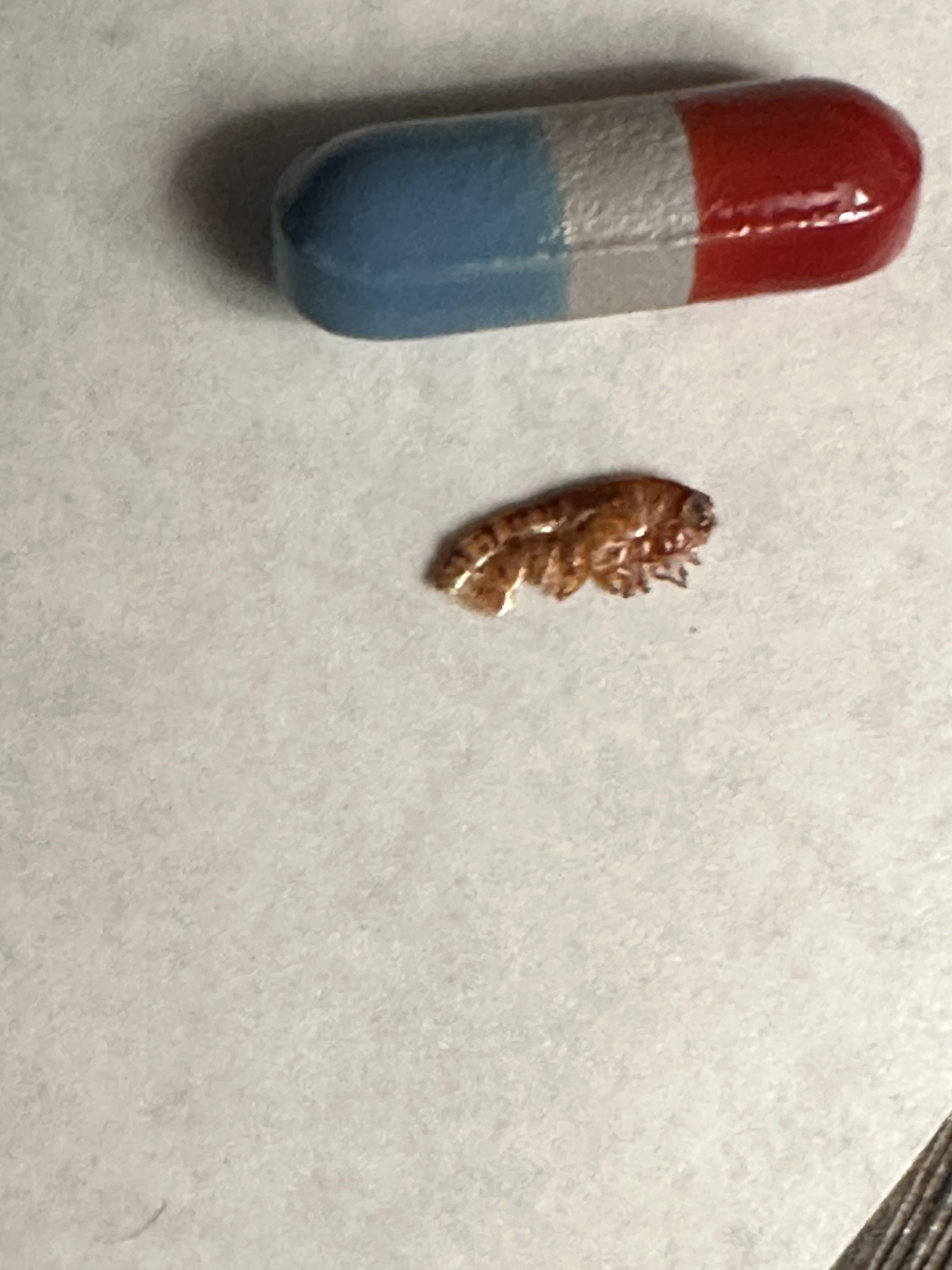 Found this bug | Scrolller