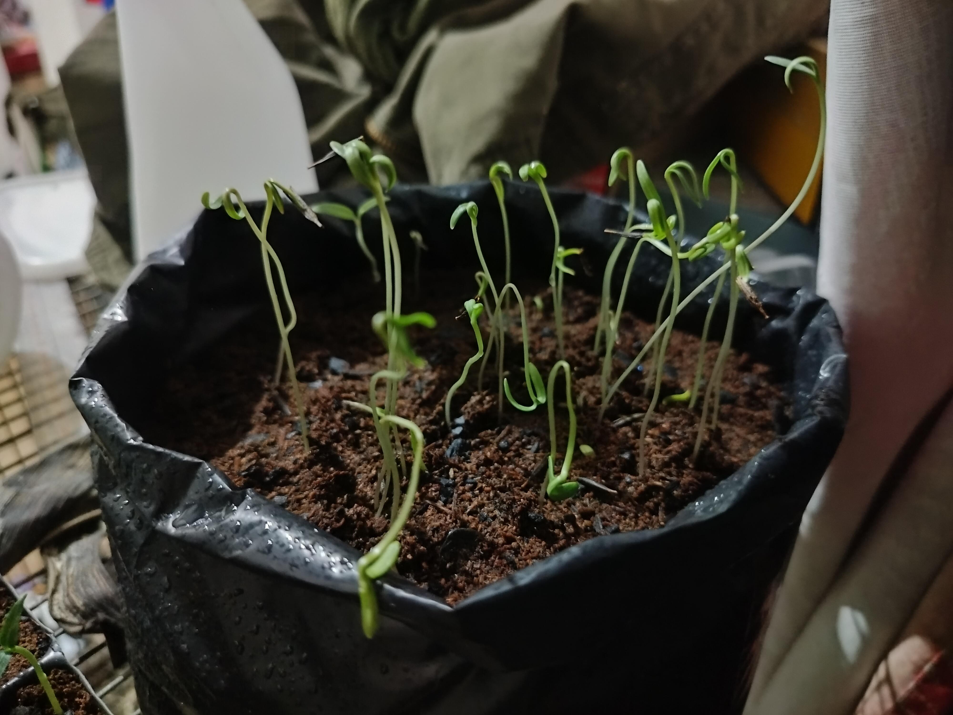 Cosmo seedlings | Scrolller