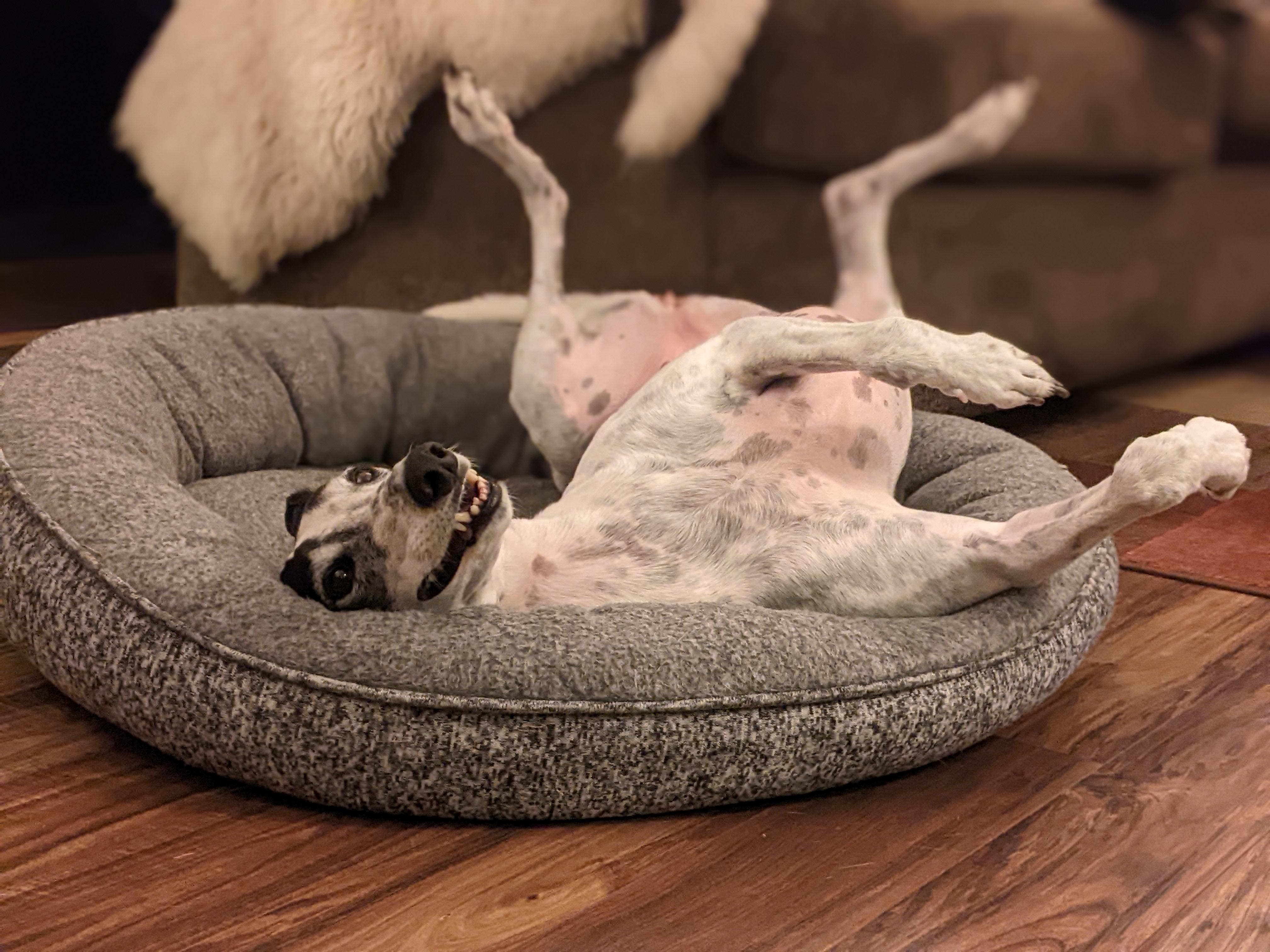 Meet Delta! | Scrolller