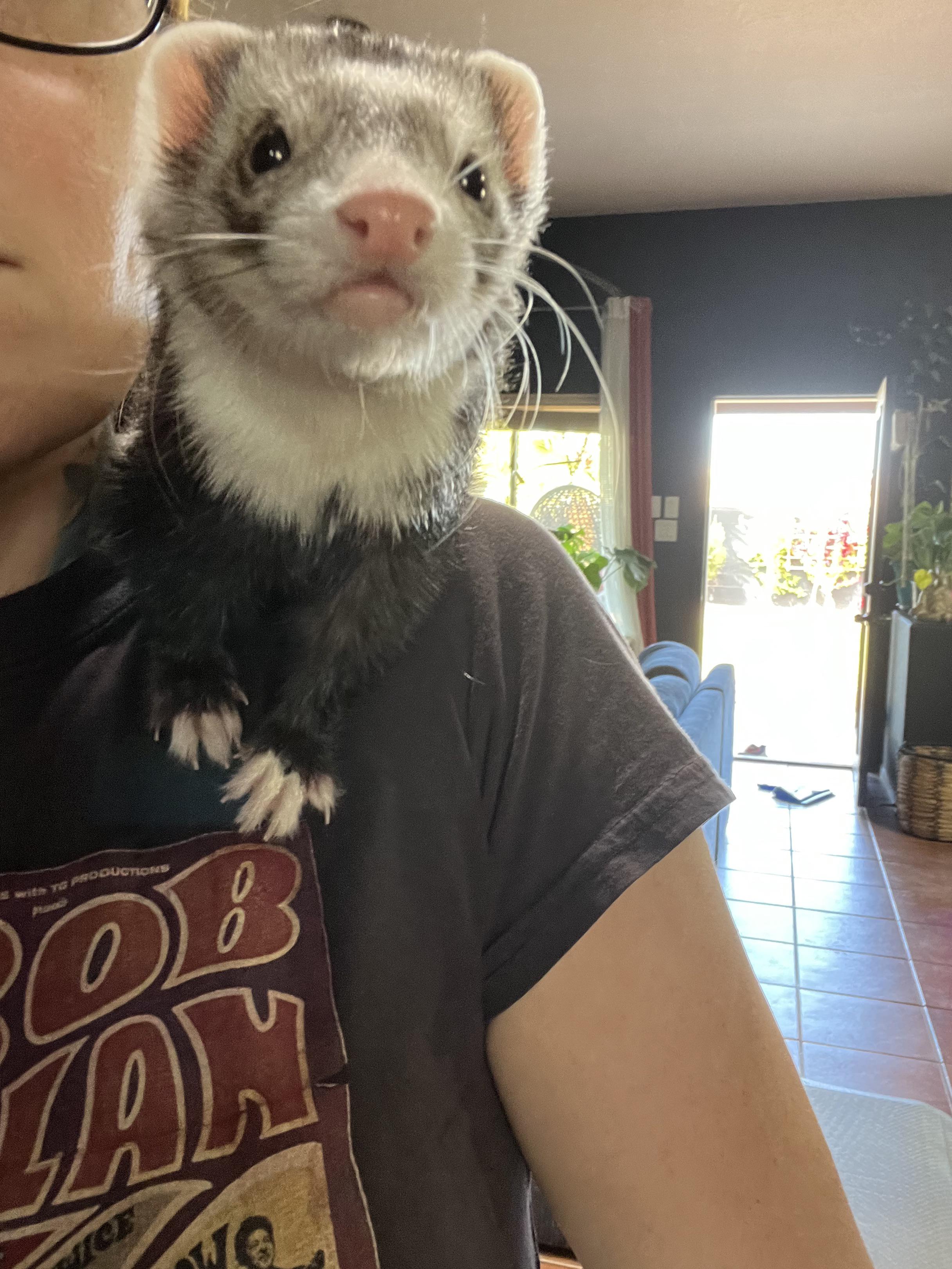 Parrot ferret | Scrolller