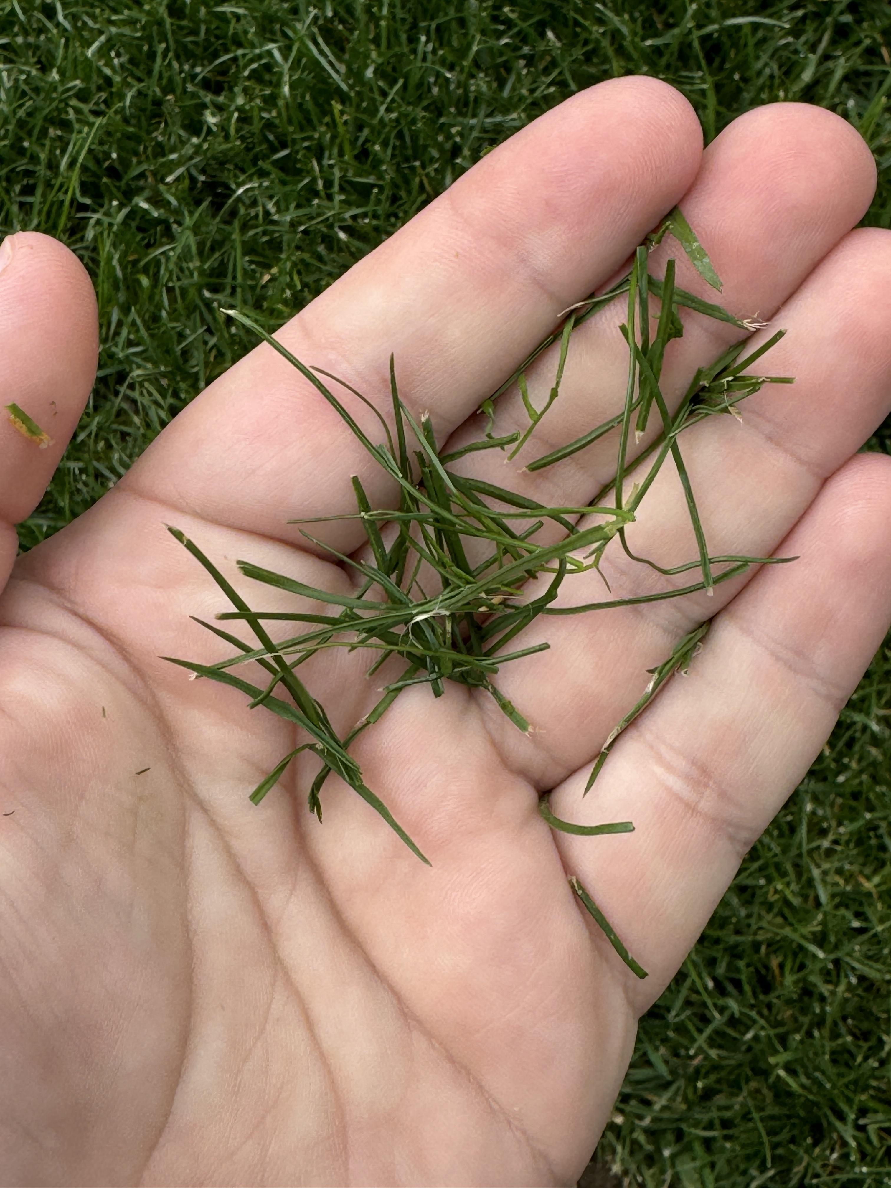 Grass Identification | Scrolller