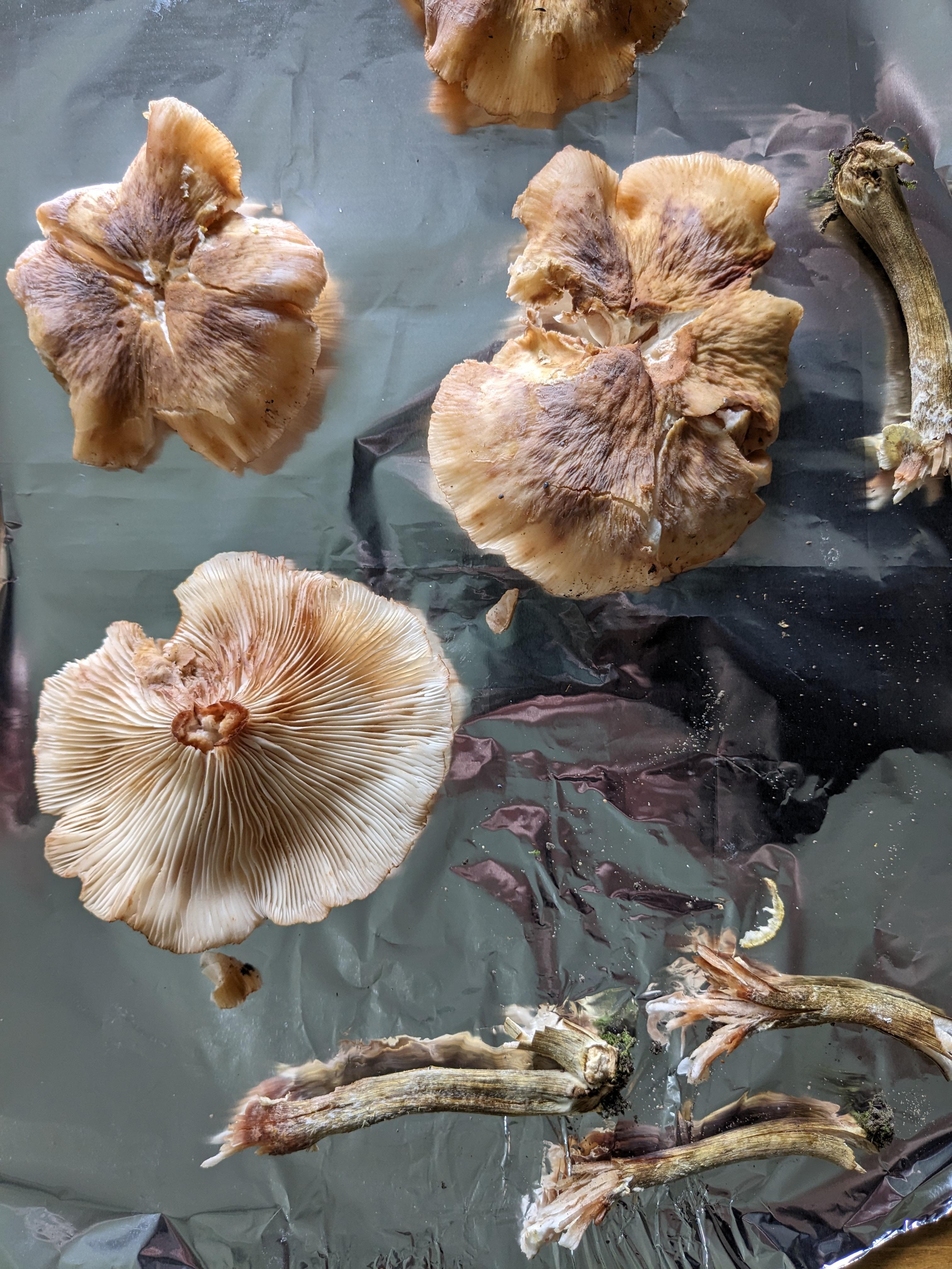 Identification help | Scrolller