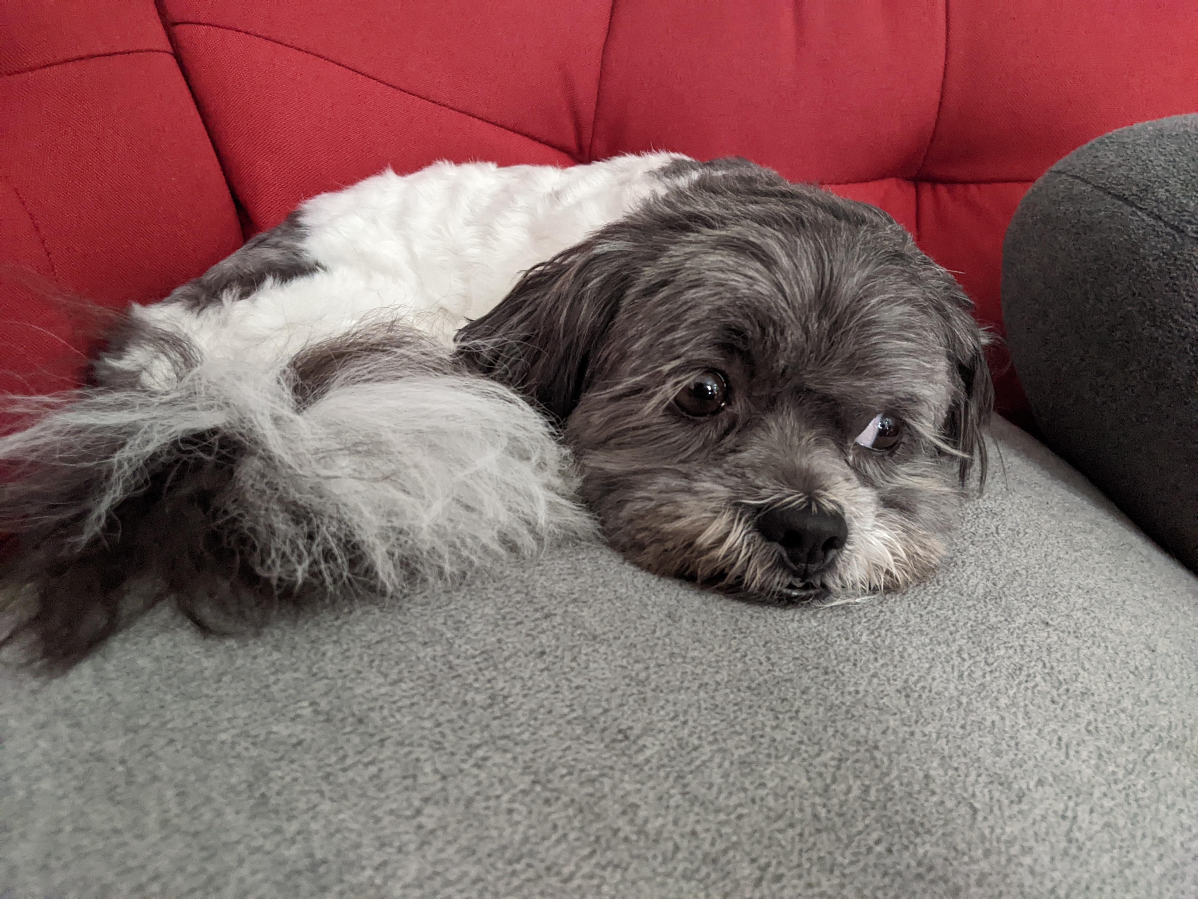 Sleepy Ponyo after grooming | Scrolller