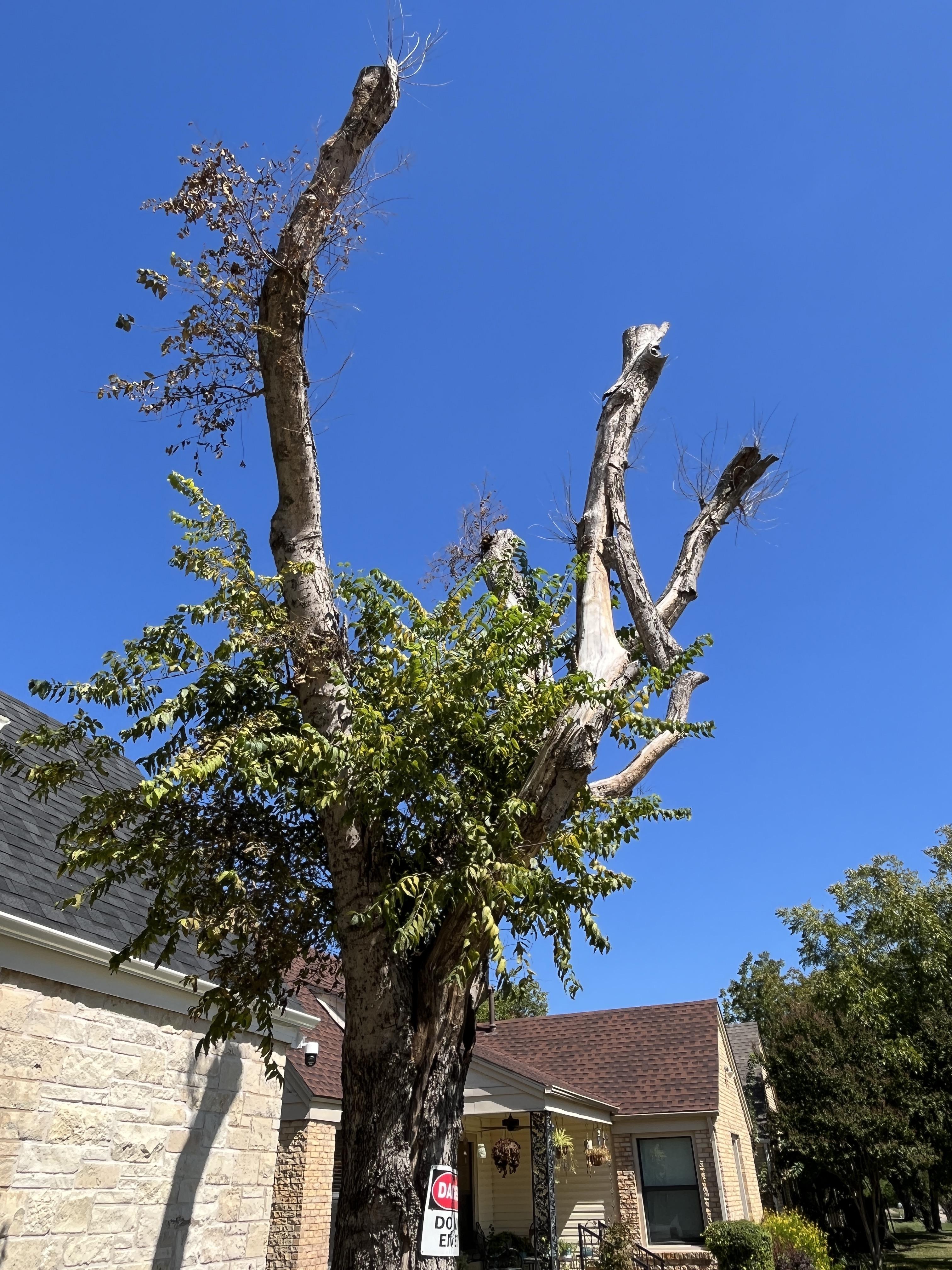 Is this tree dead? | Scrolller