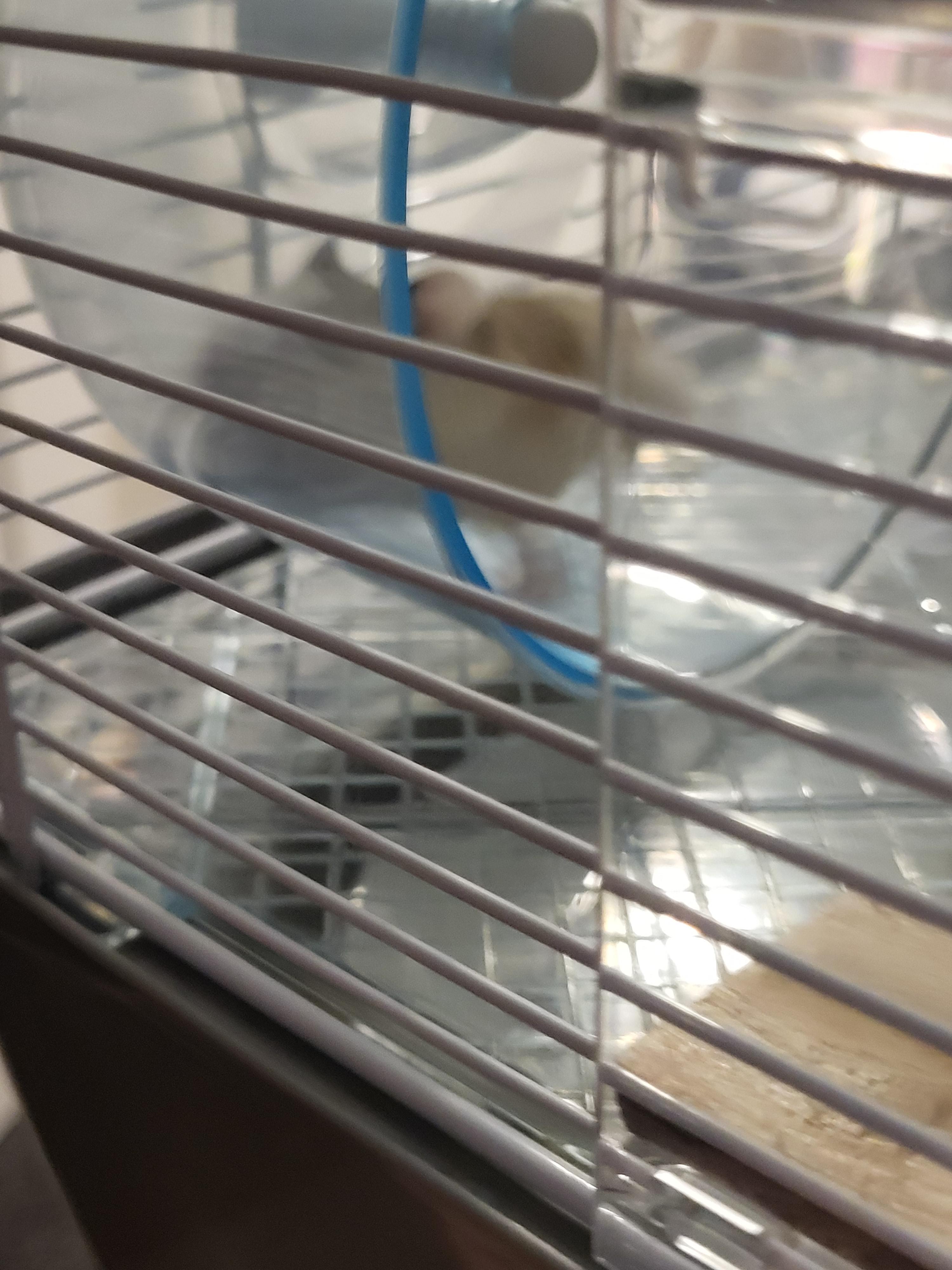 New hamster! Meet Blitz the roborovski hamster | Scrolller