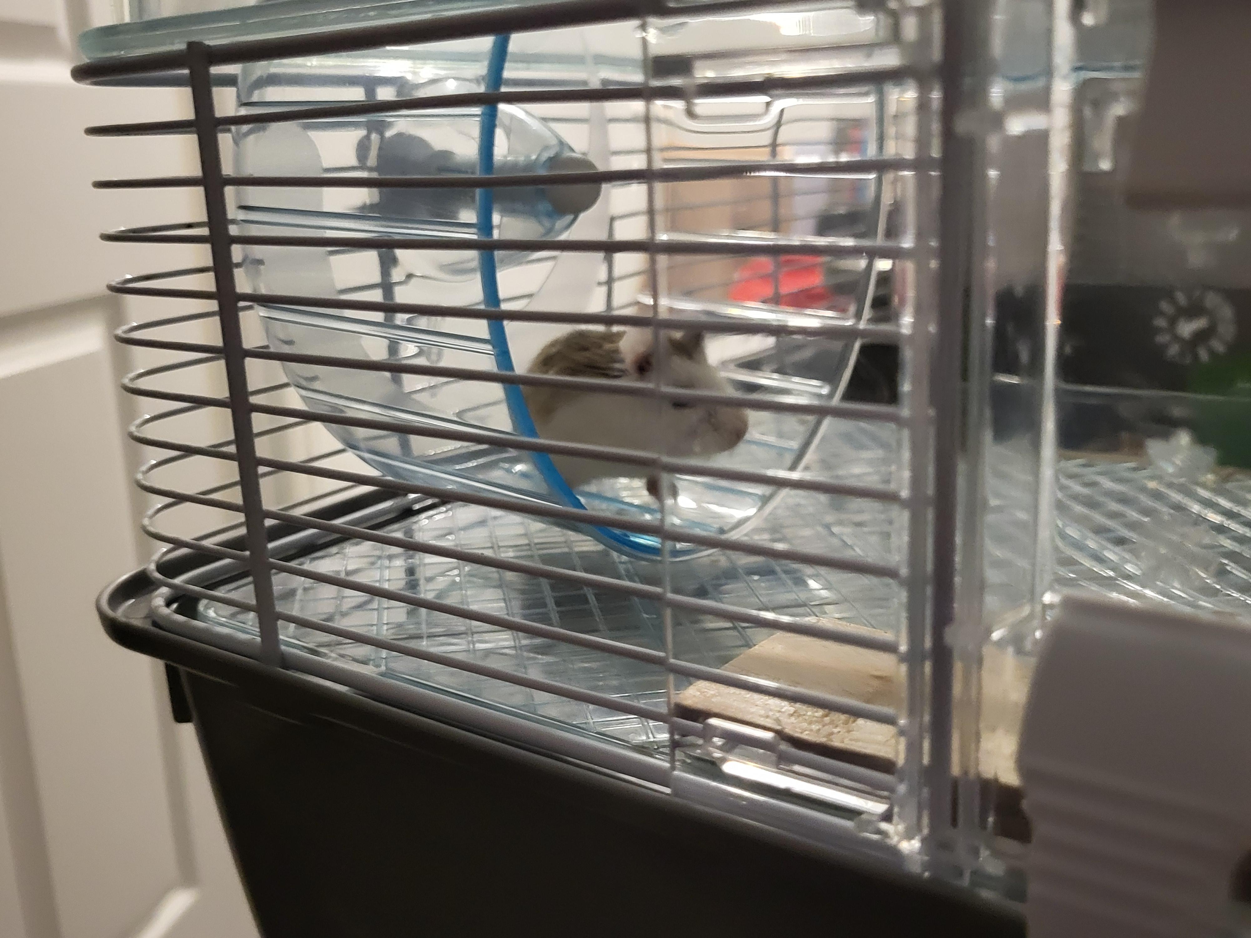 New hamster! Meet Blitz the roborovski hamster | Scrolller