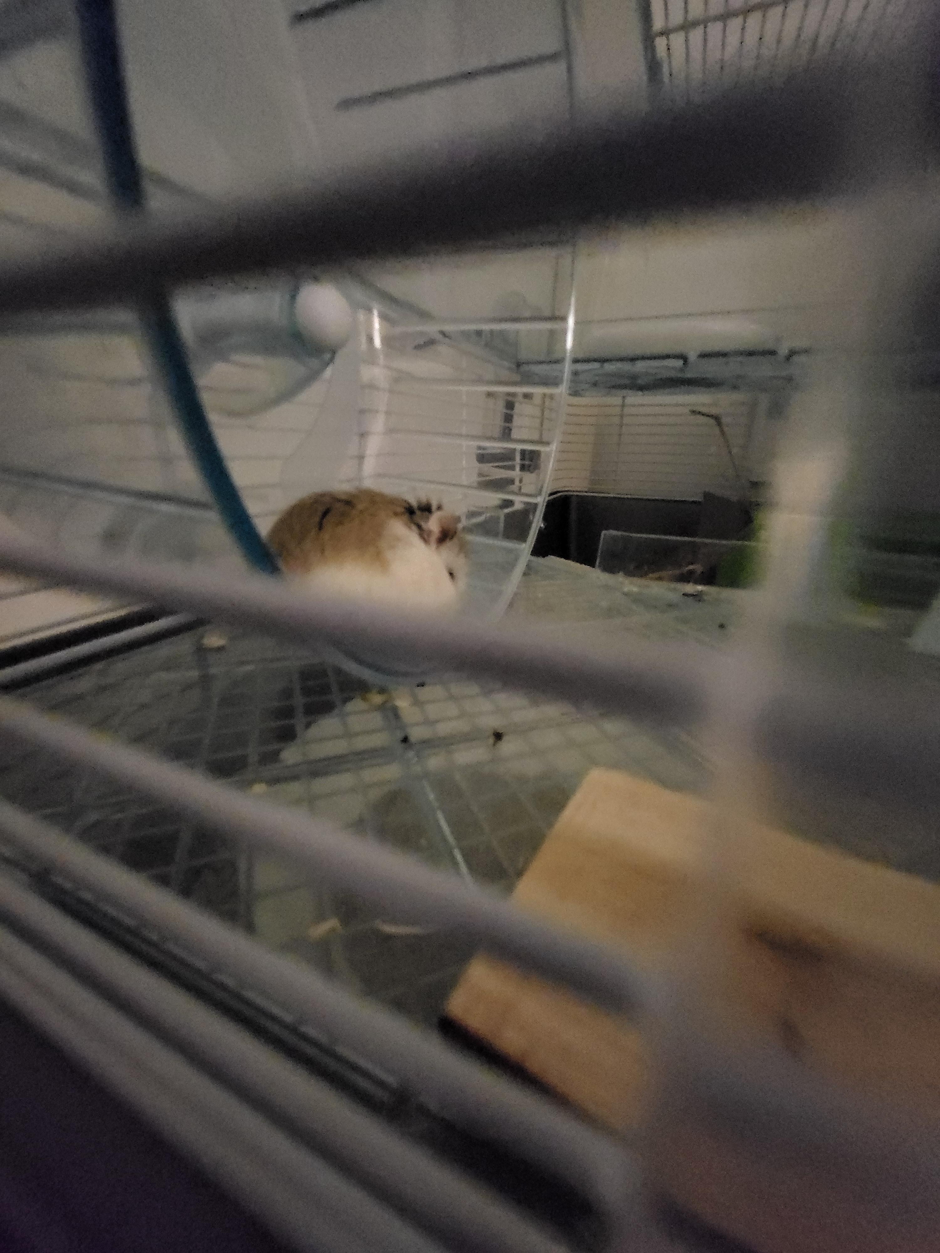 New hamster! Meet Blitz the roborovski hamster | Scrolller