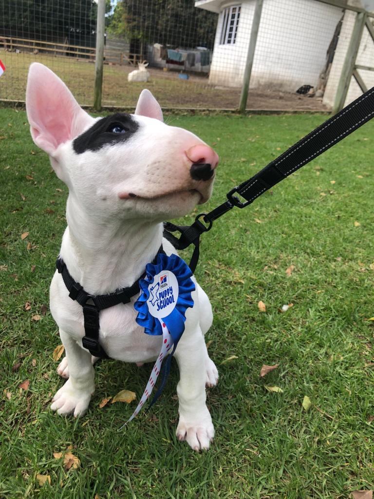 Meet Deemo | Scrolller