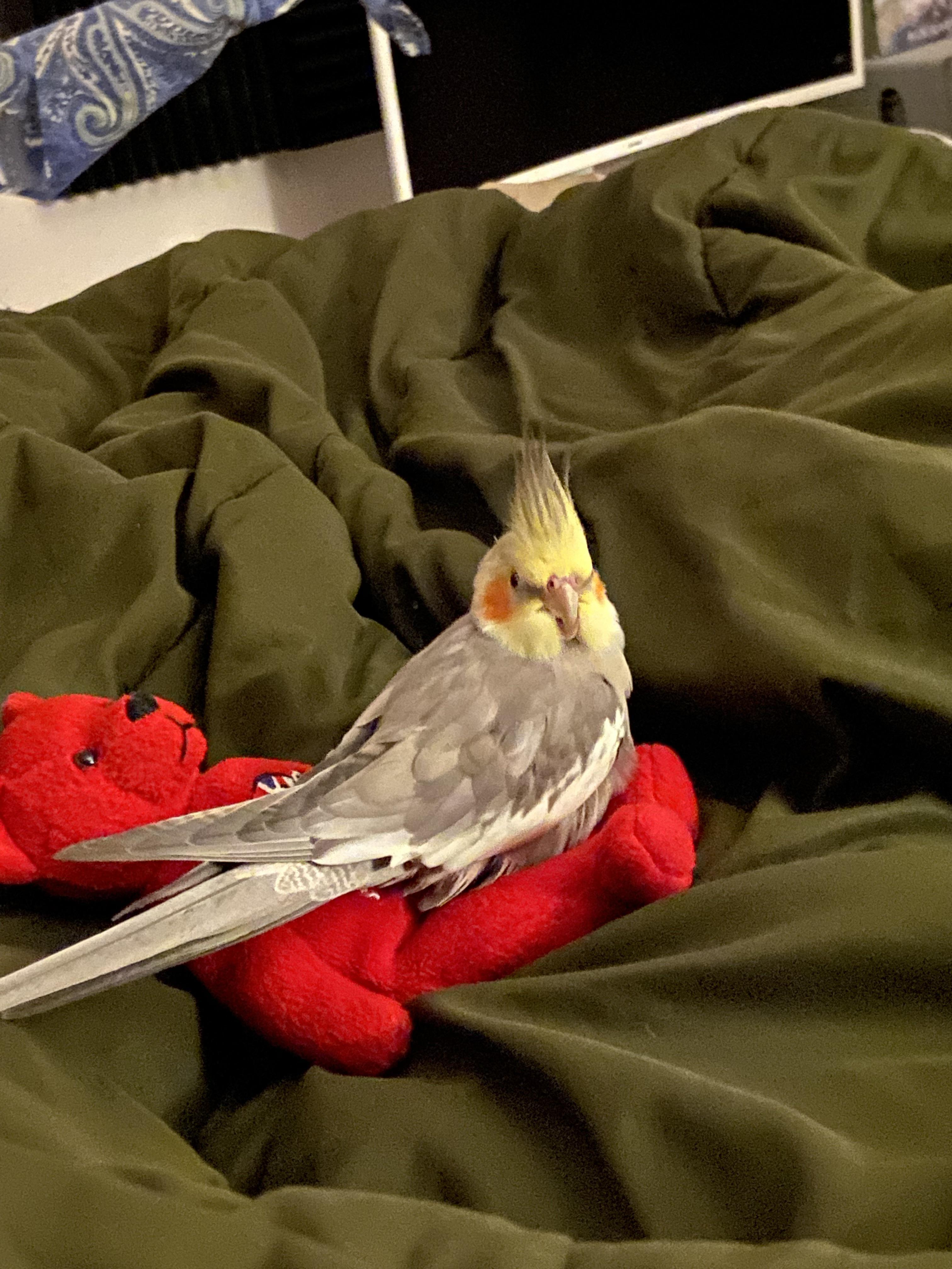 Average bear enjoyer | Scrolller