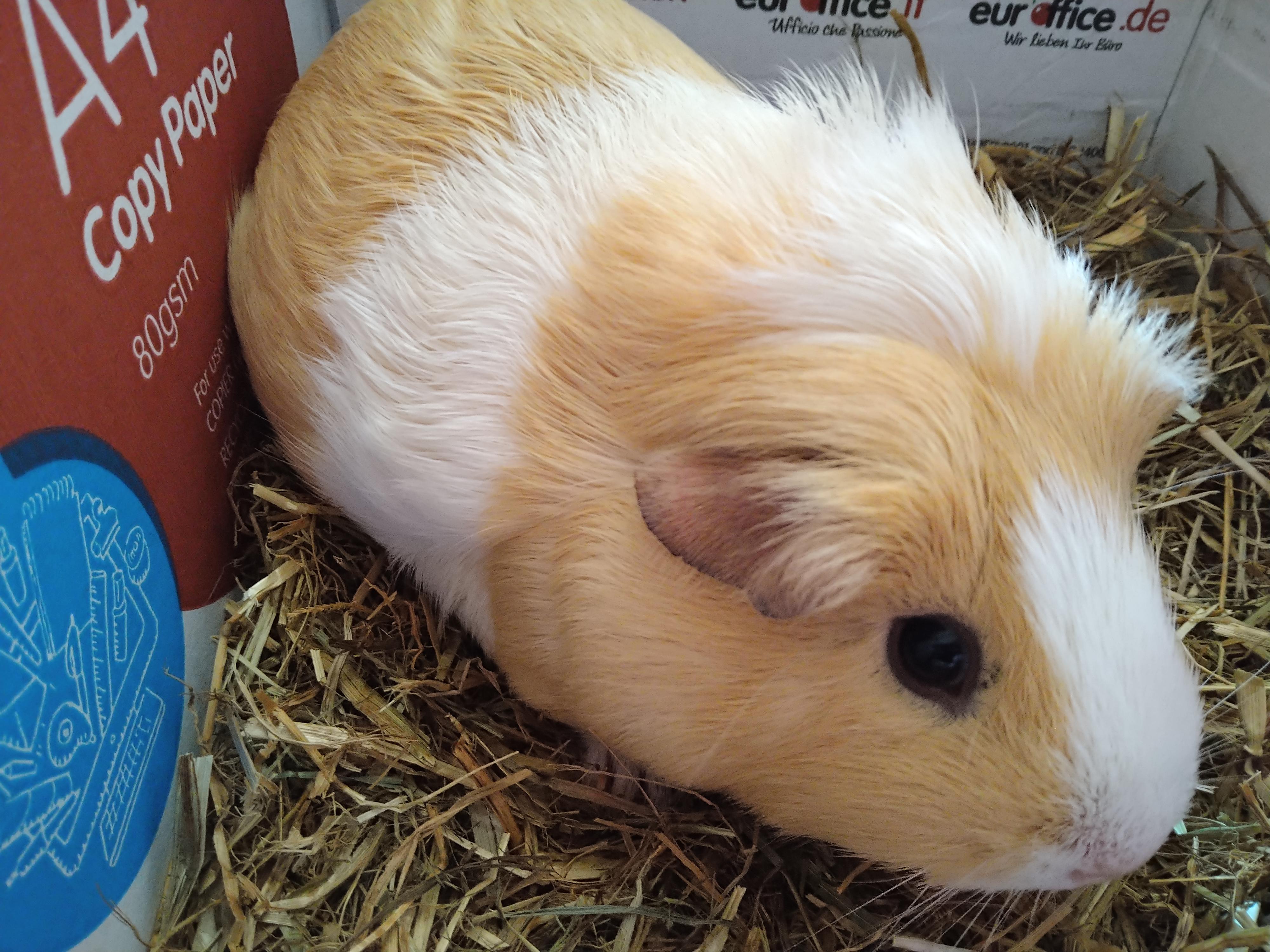 Sticky Pig | Scrolller