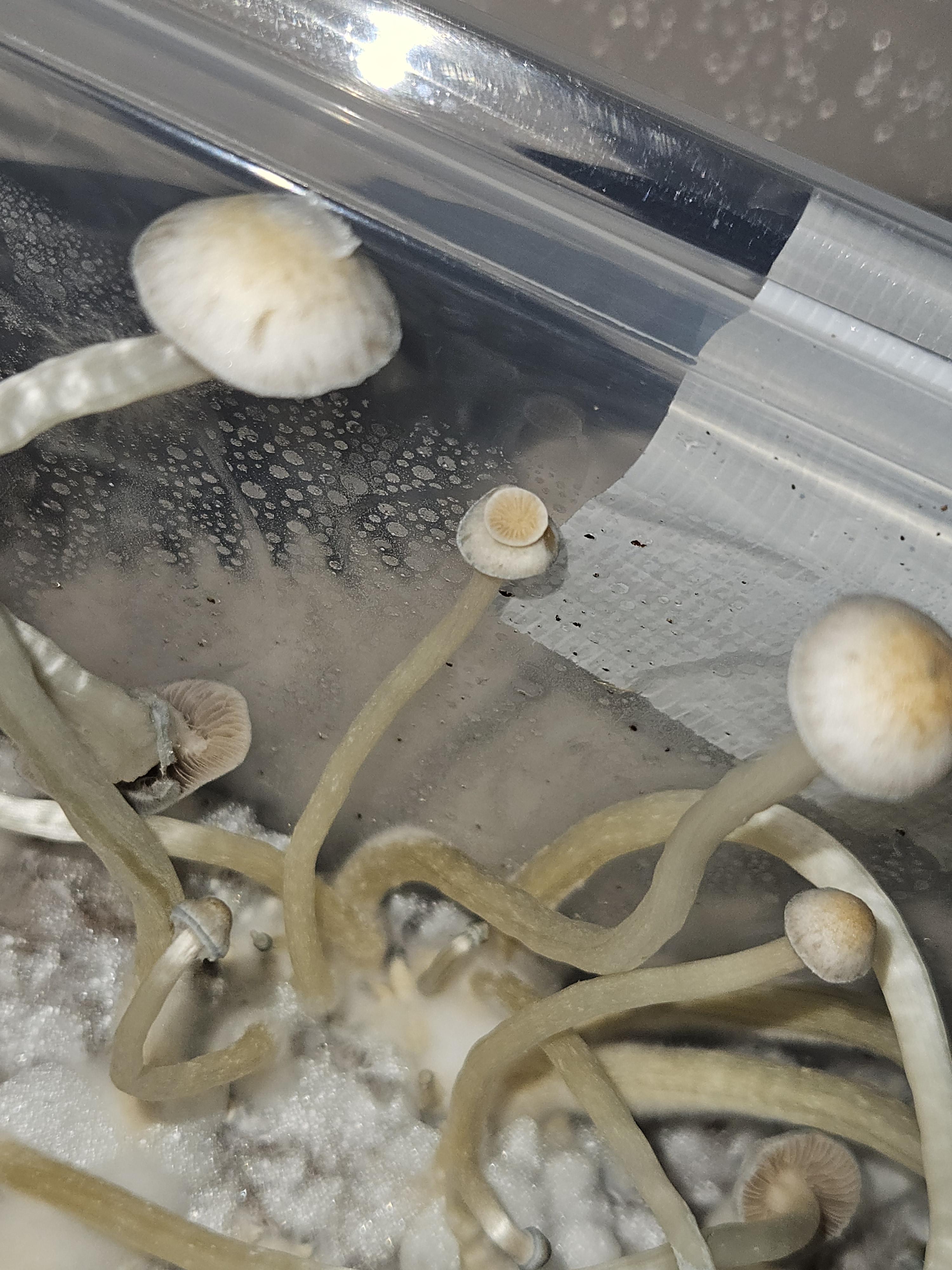 Got some freaks in this batch | Scrolller