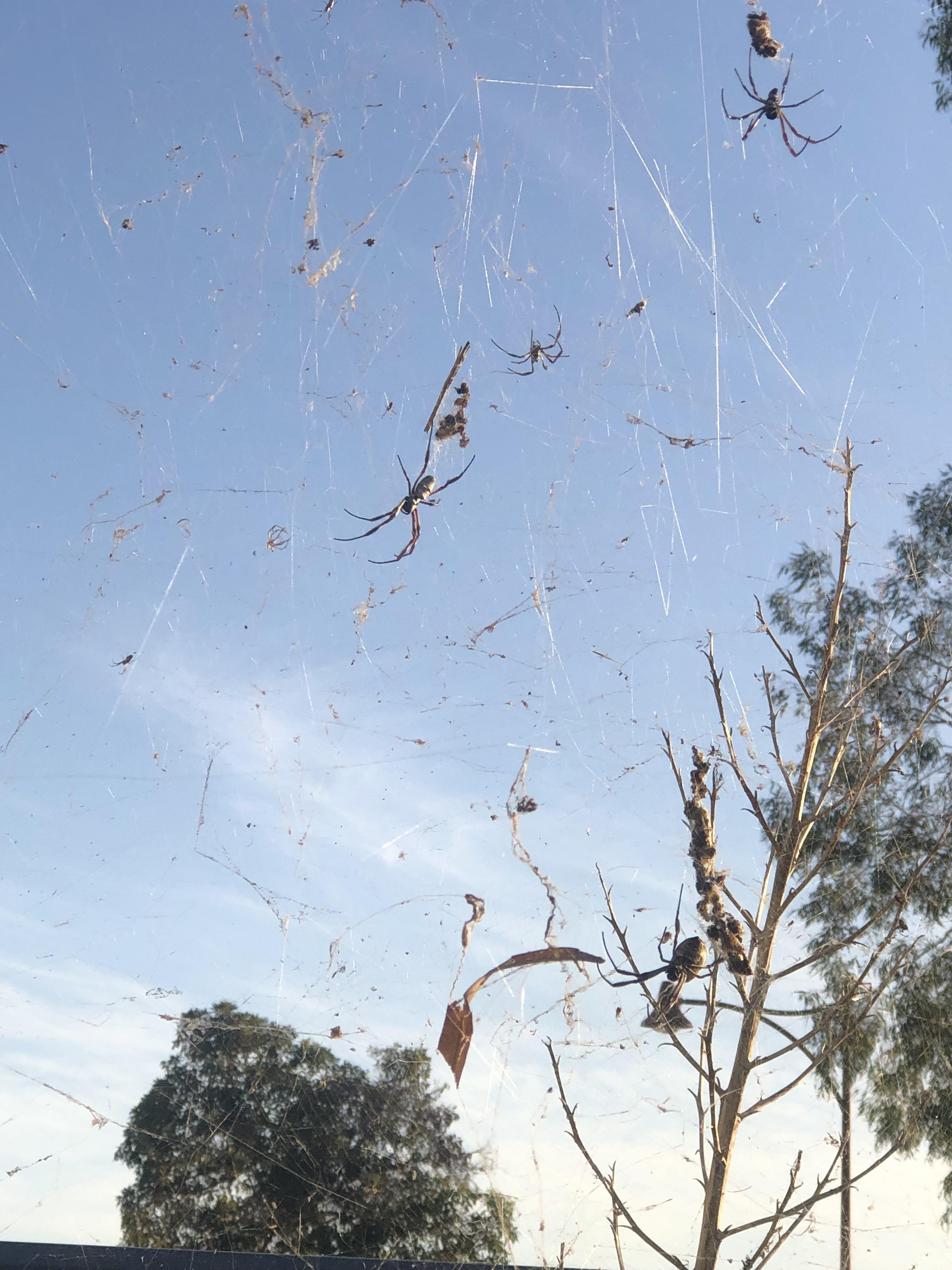 Golden orb weavers in our front yard. | Scrolller