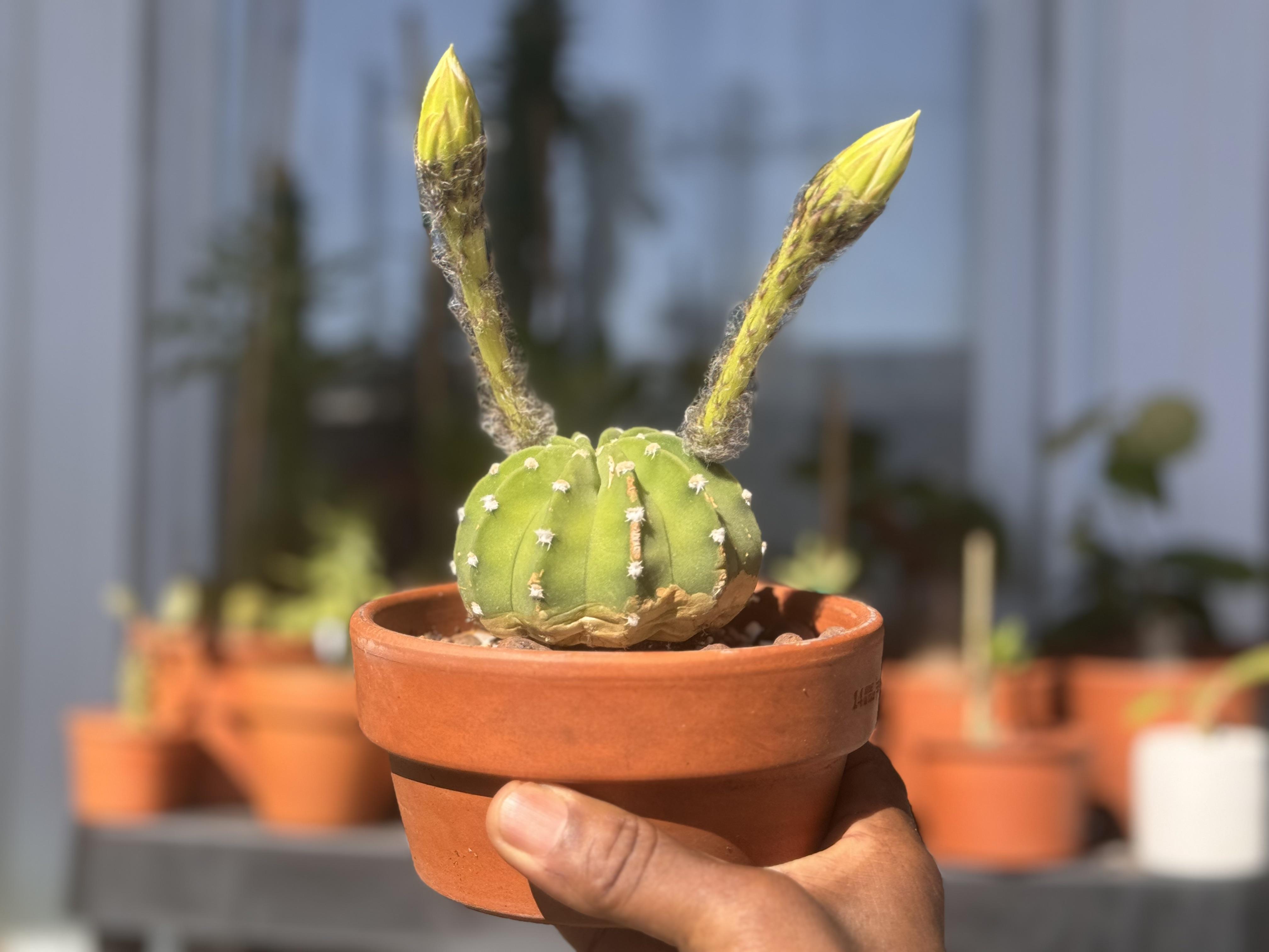 My favorite Martian | Scrolller