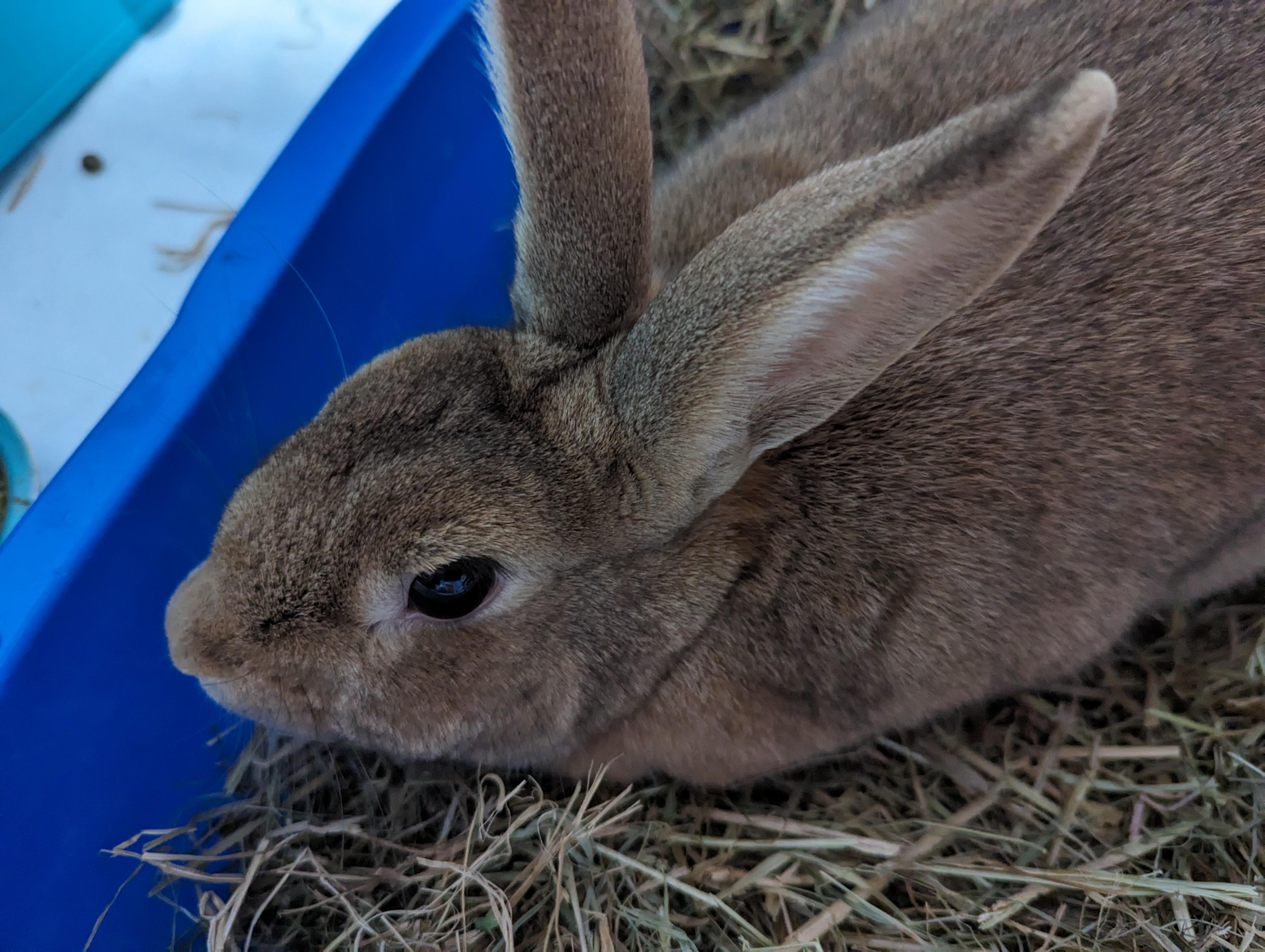 Breed identification | Scrolller