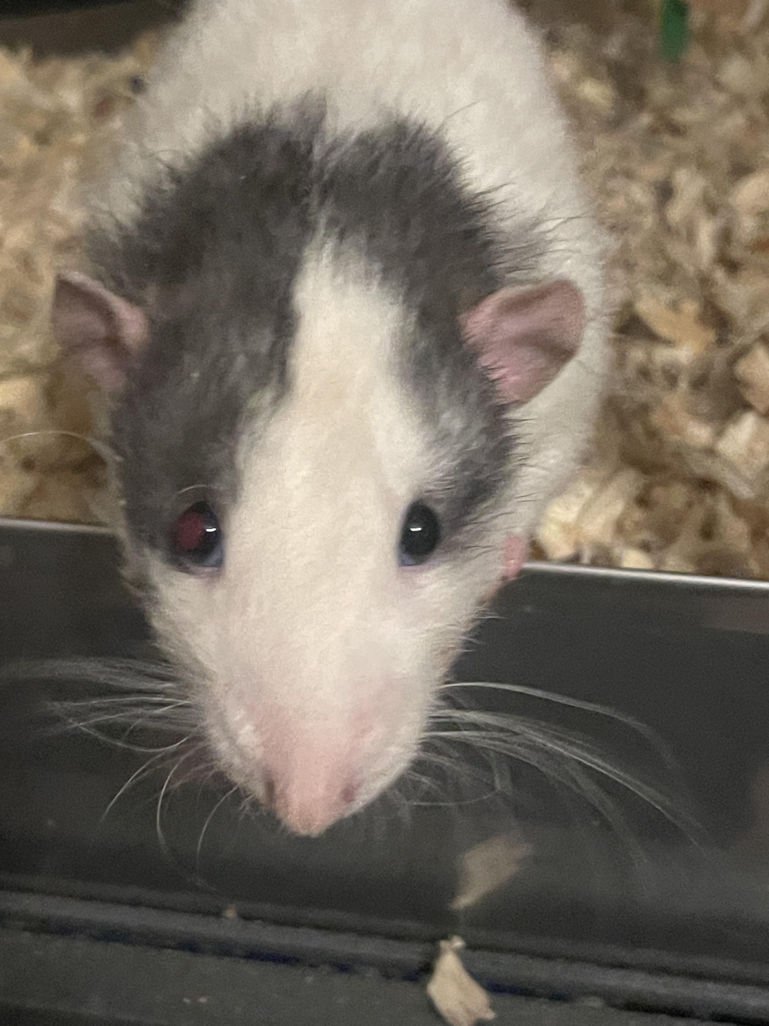 Show me your odd eyed rats! | Scrolller