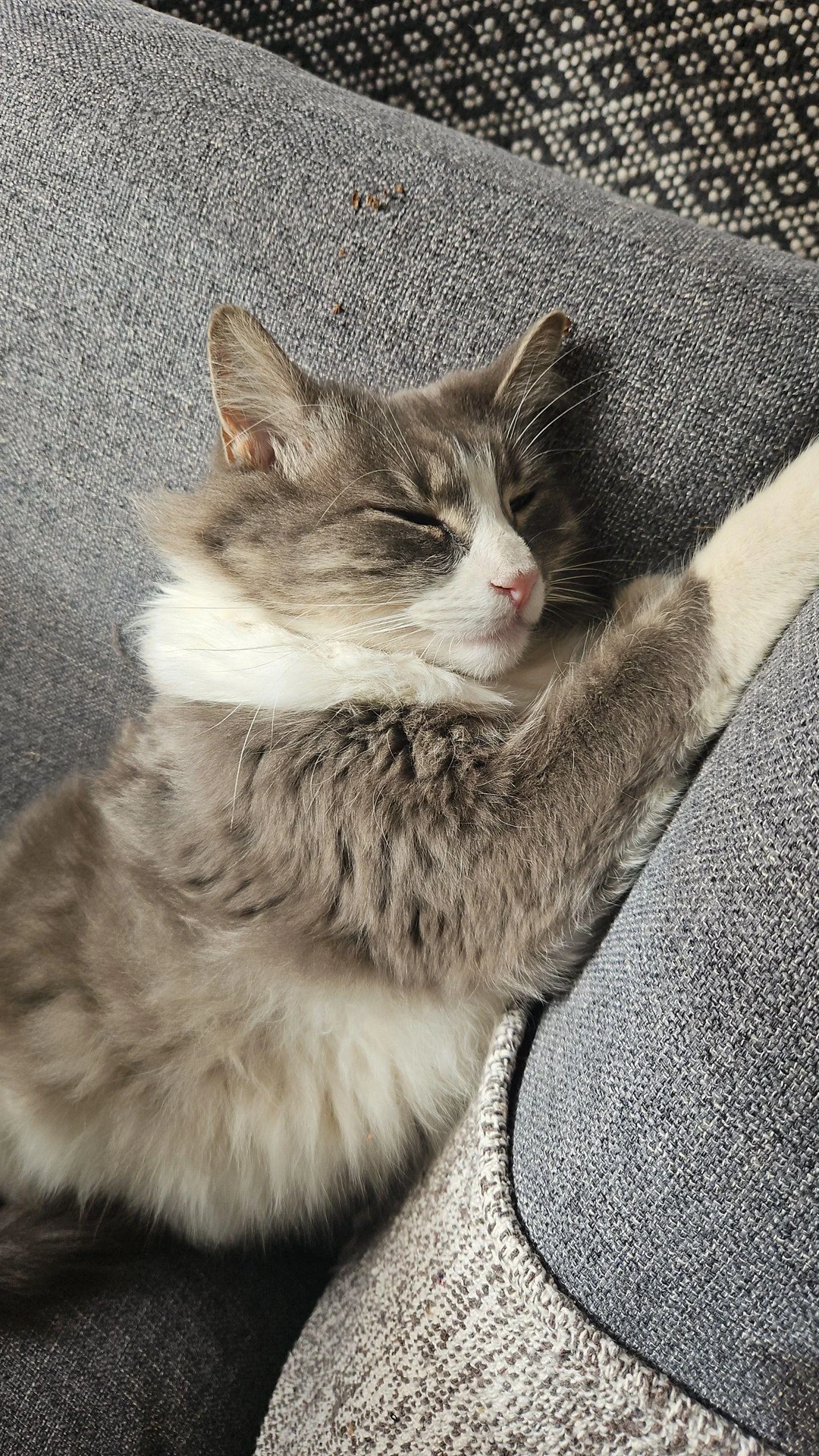 My sleepy kitty Harvey | Scrolller