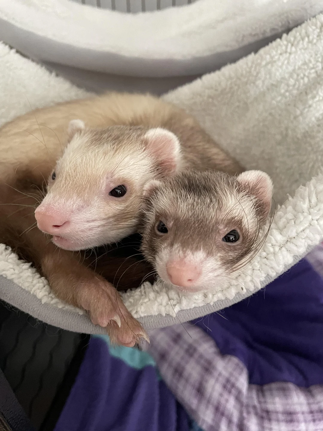 Ferret toy suggestions | Scrolller