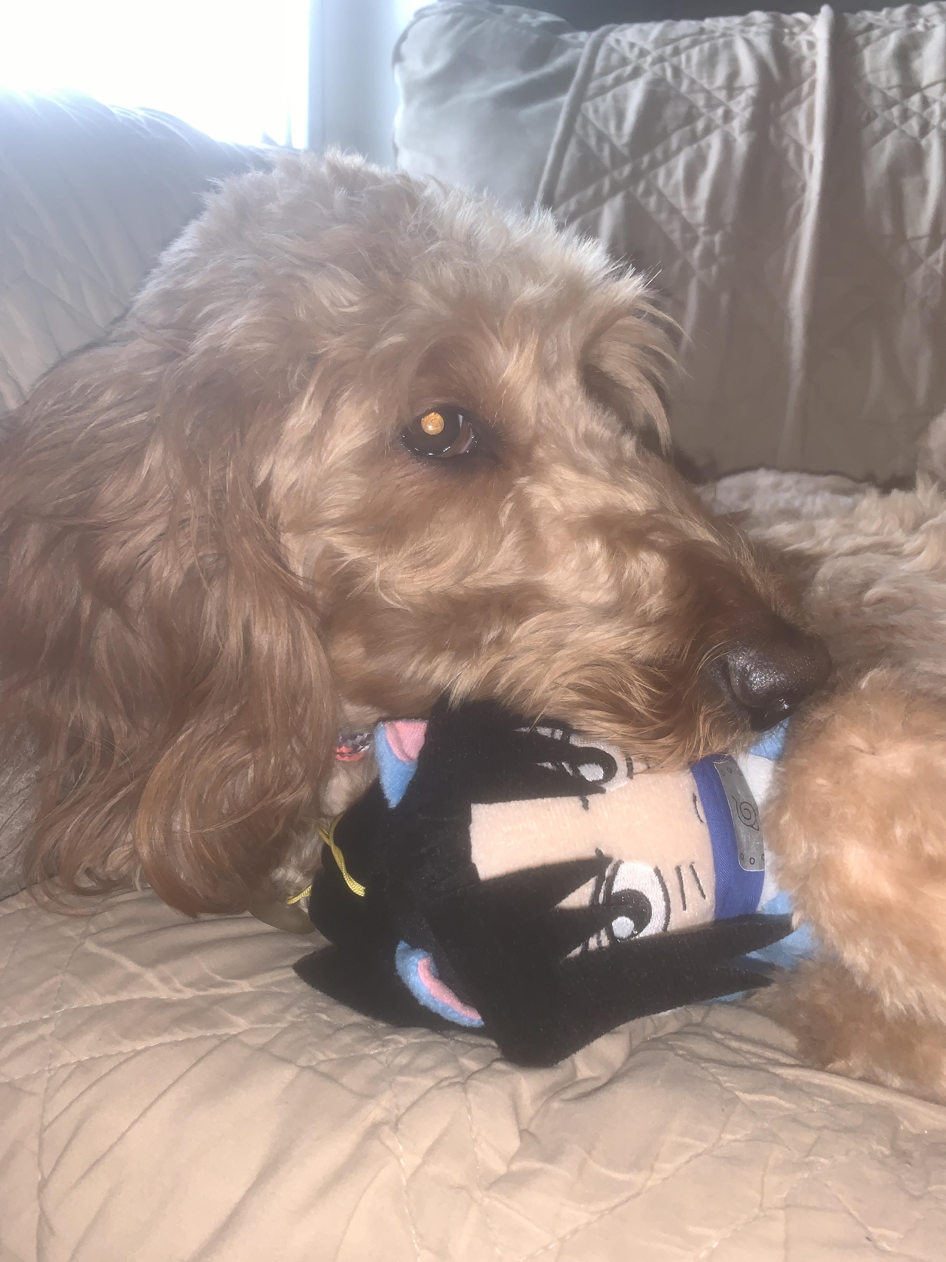 Caught my dog cuddling with an old Sasuke plushie | Scrolller