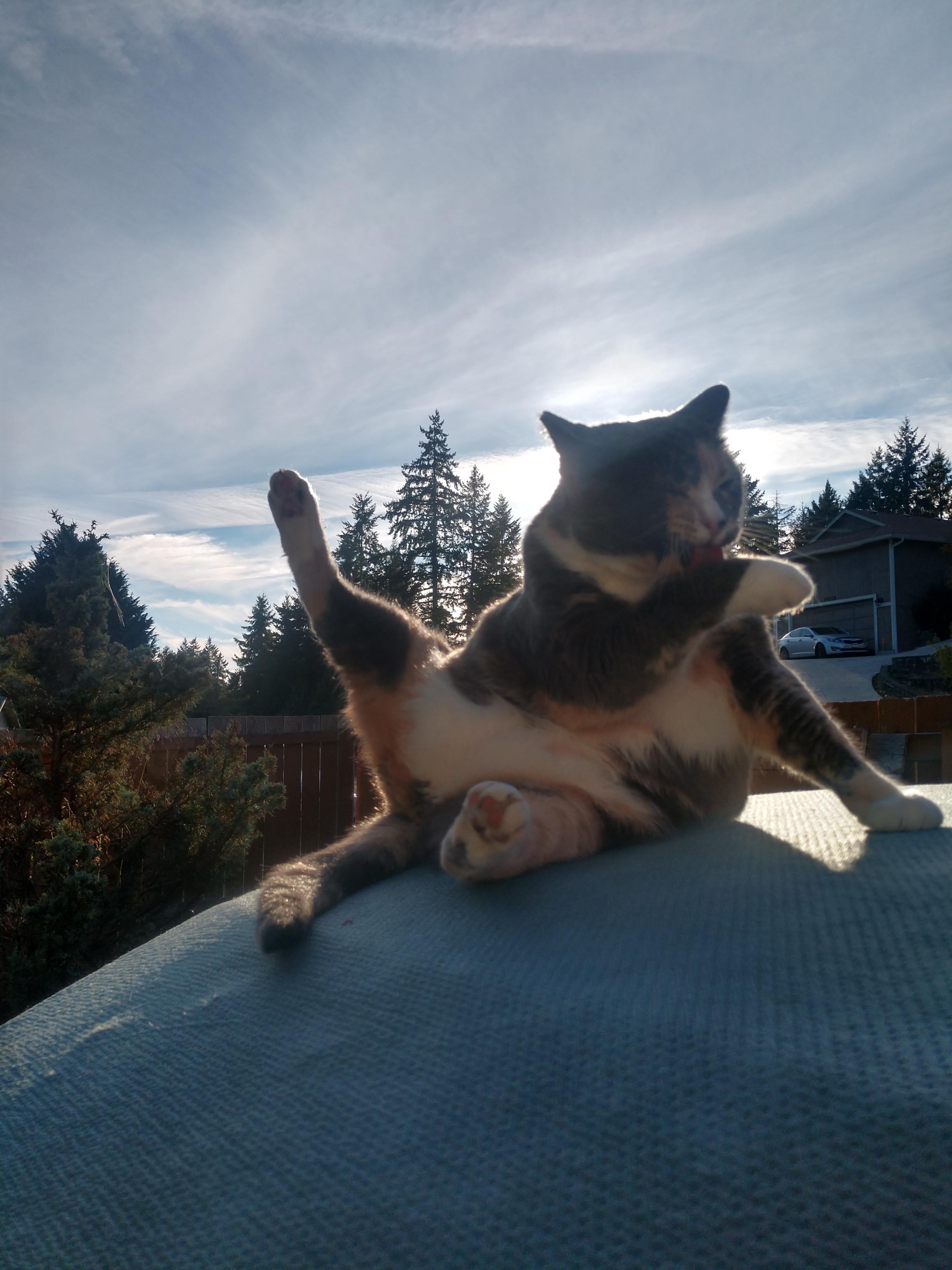 Patches posing | Scrolller