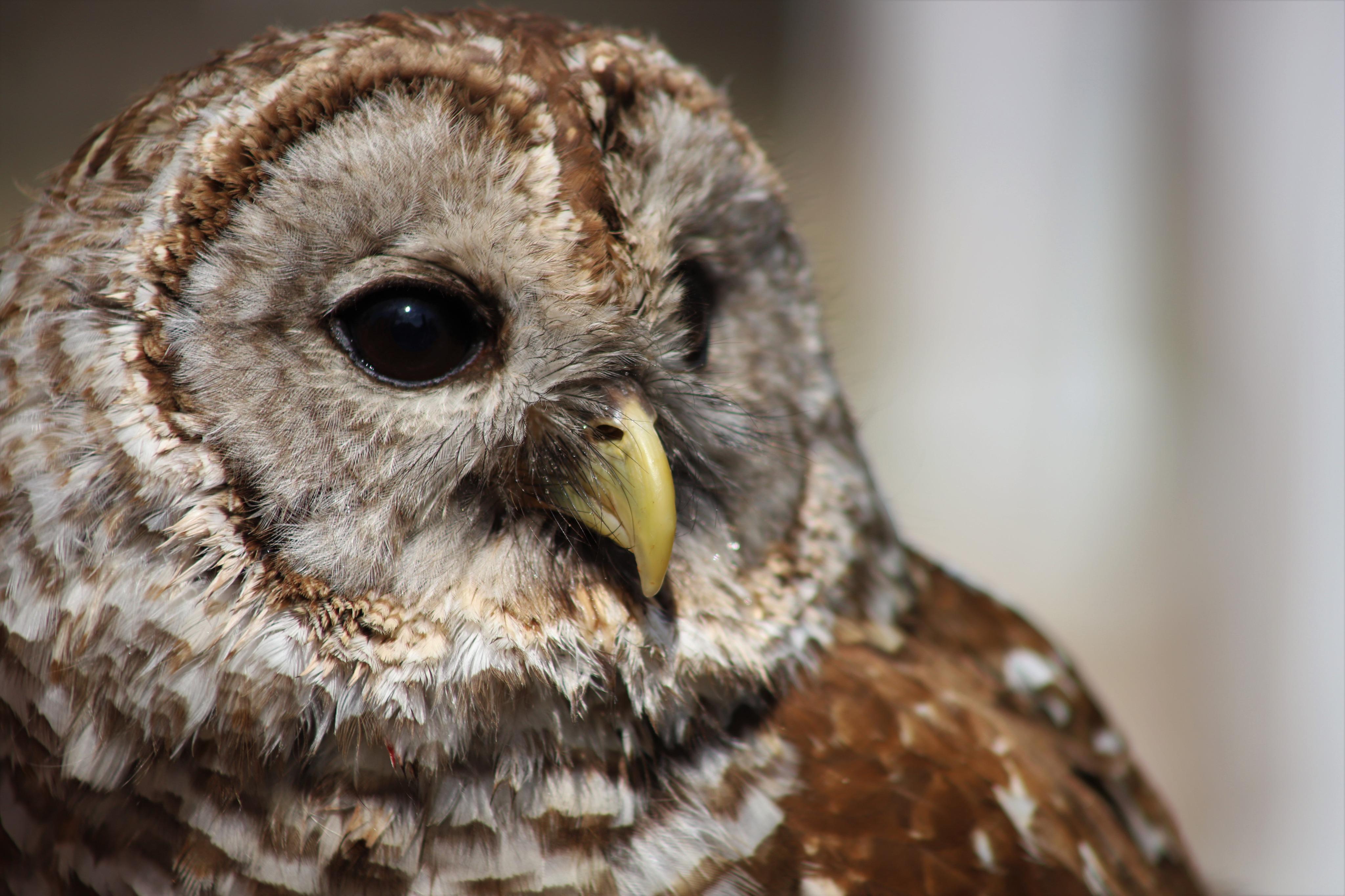 Discover more like Birdpics: Barred Owl and Related Content | Scrolller