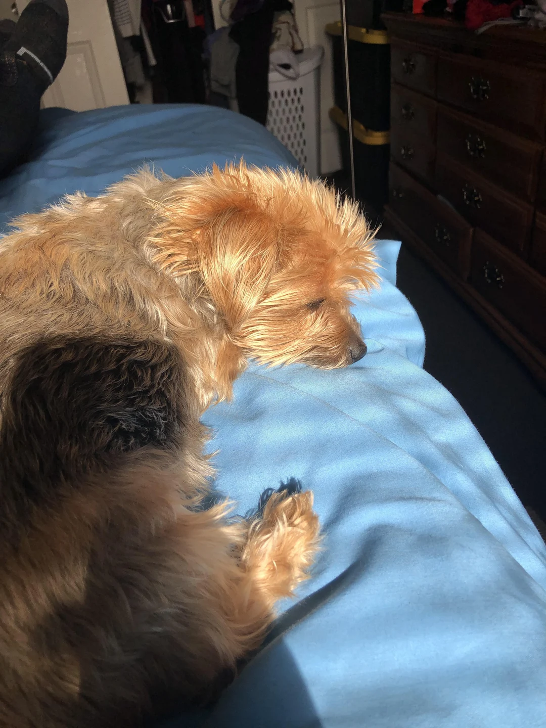 Sunbeam nap | Scrolller