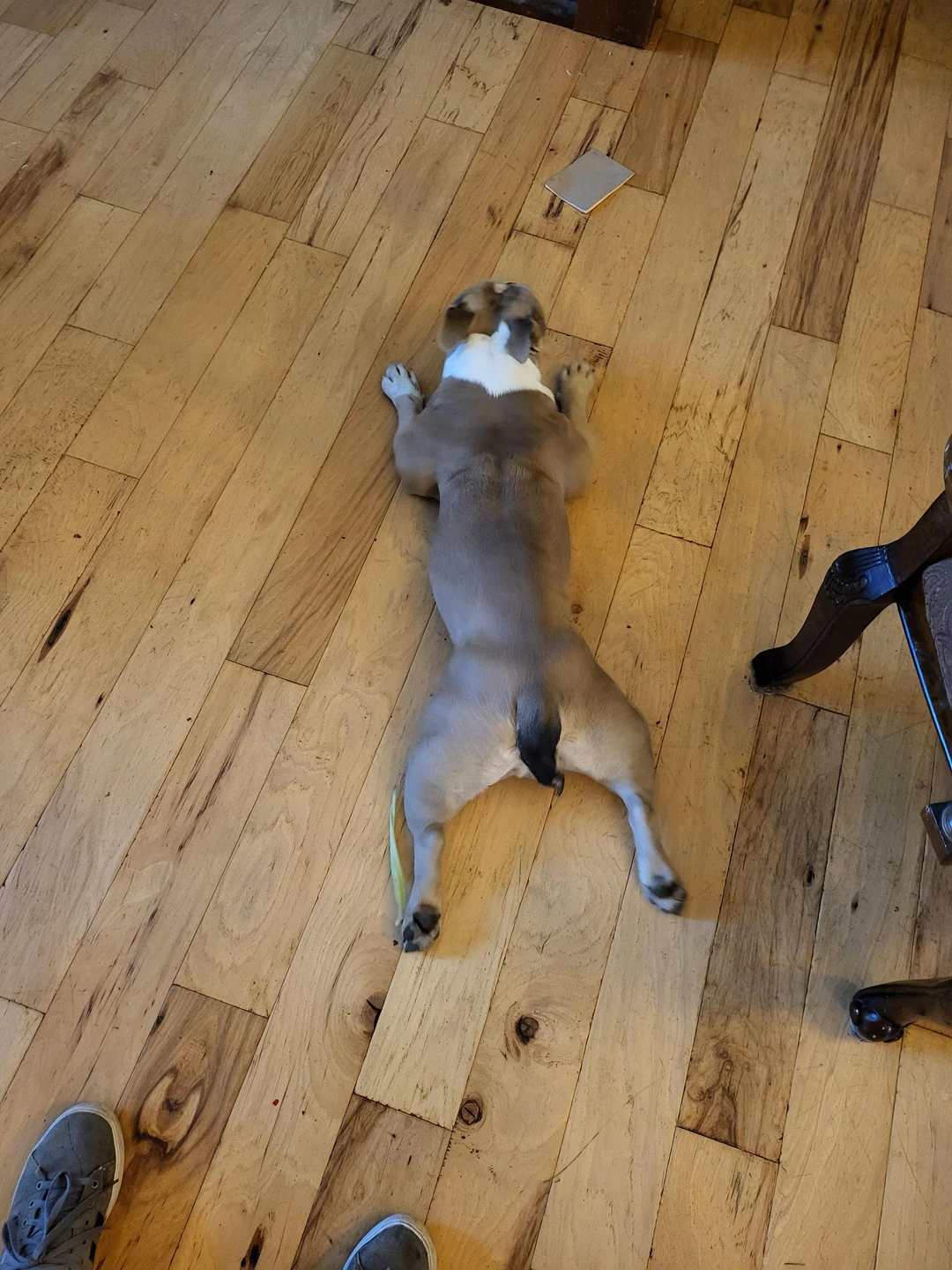 muscular derp cooling off | Scrolller