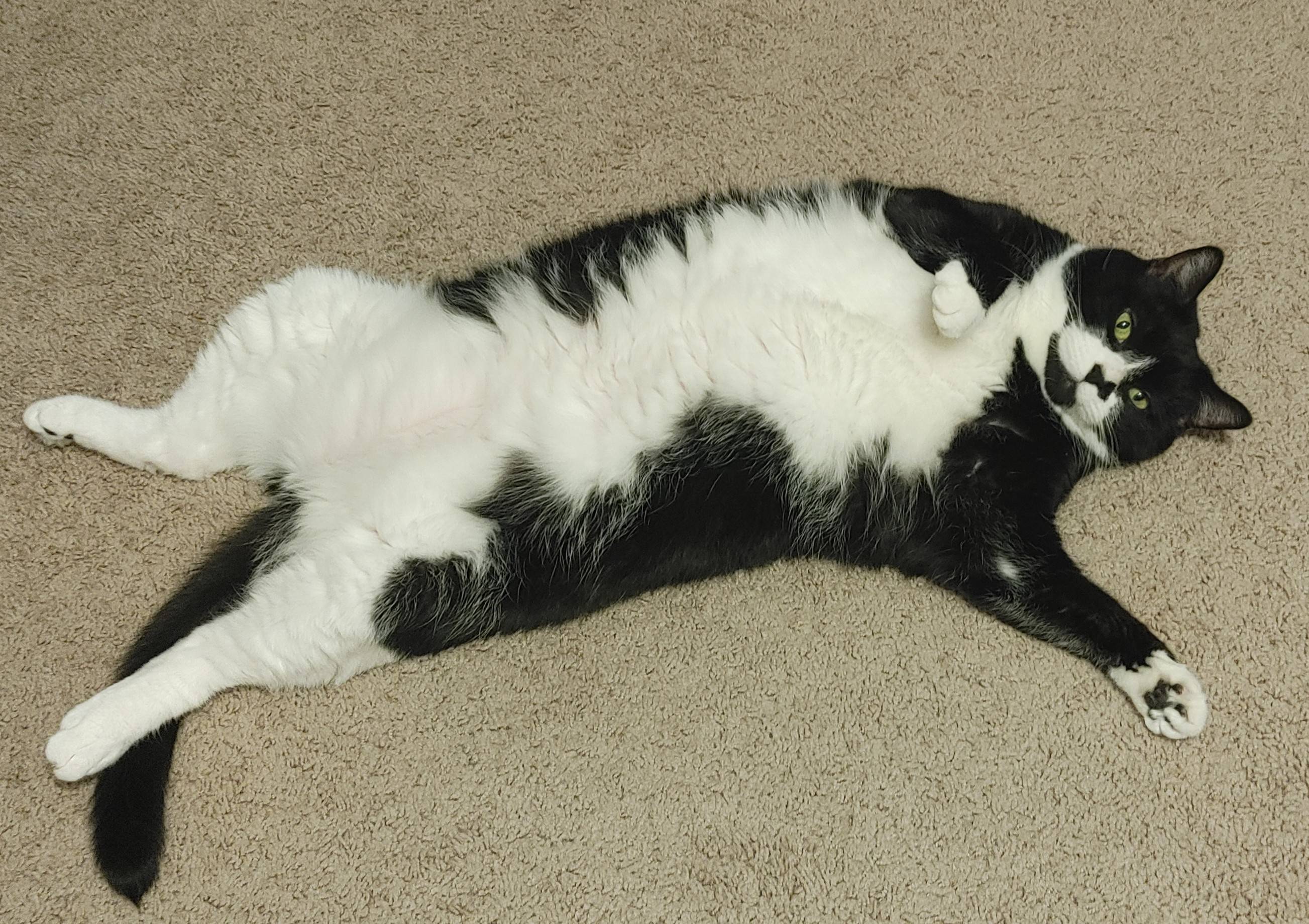 [OC] My boy is 10 years old and had a great checkup this week. Vet said he easily has 5 more ...