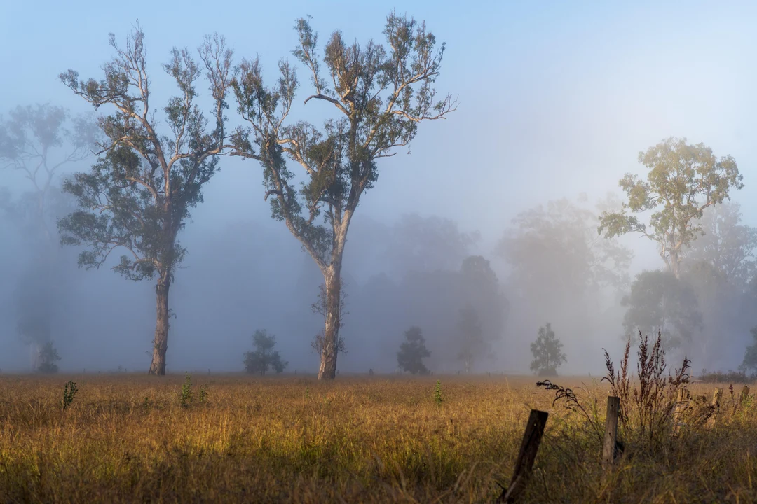 Gum Trees in the Mist. | Scrolller