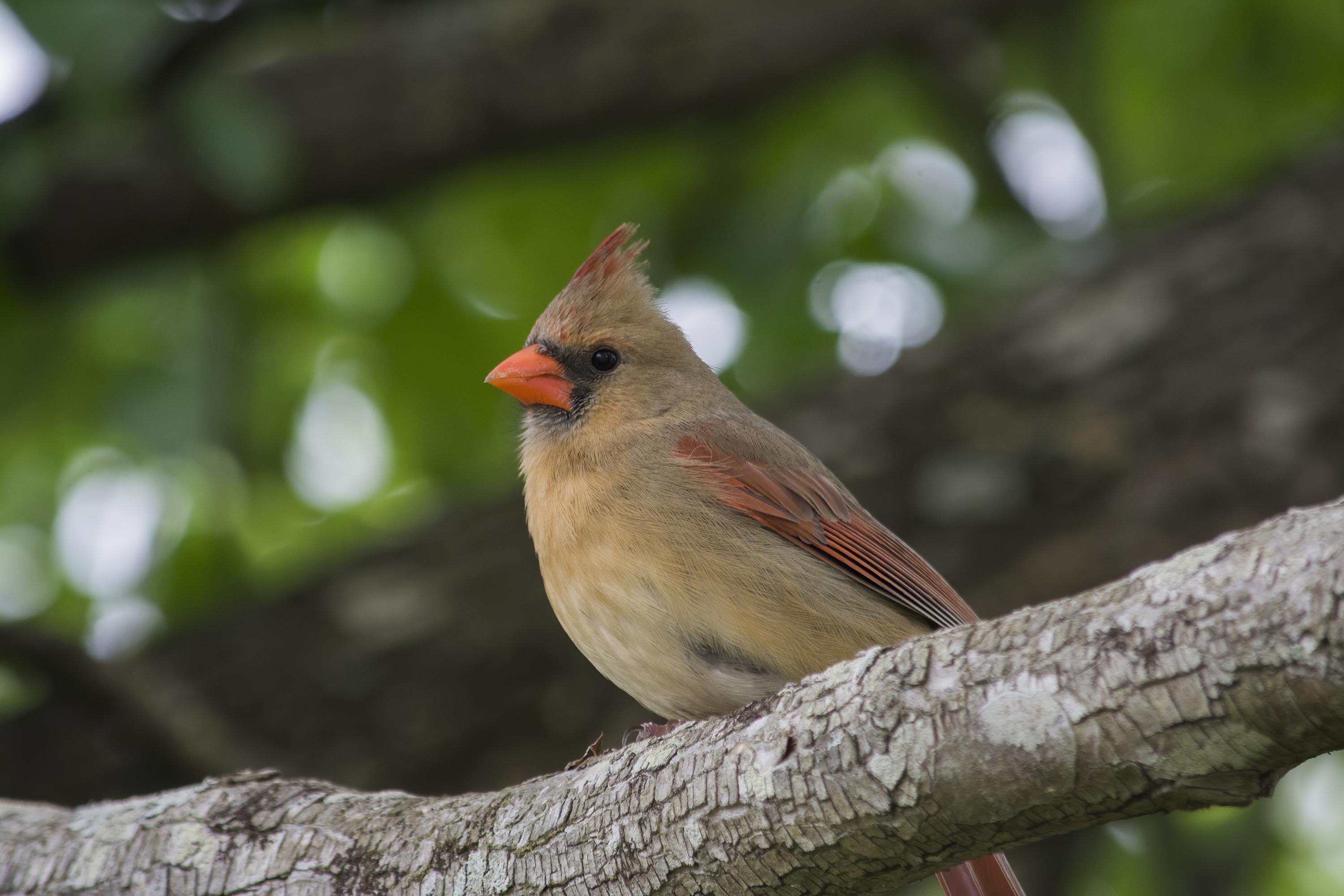 Lady cardinal resting | Scrolller