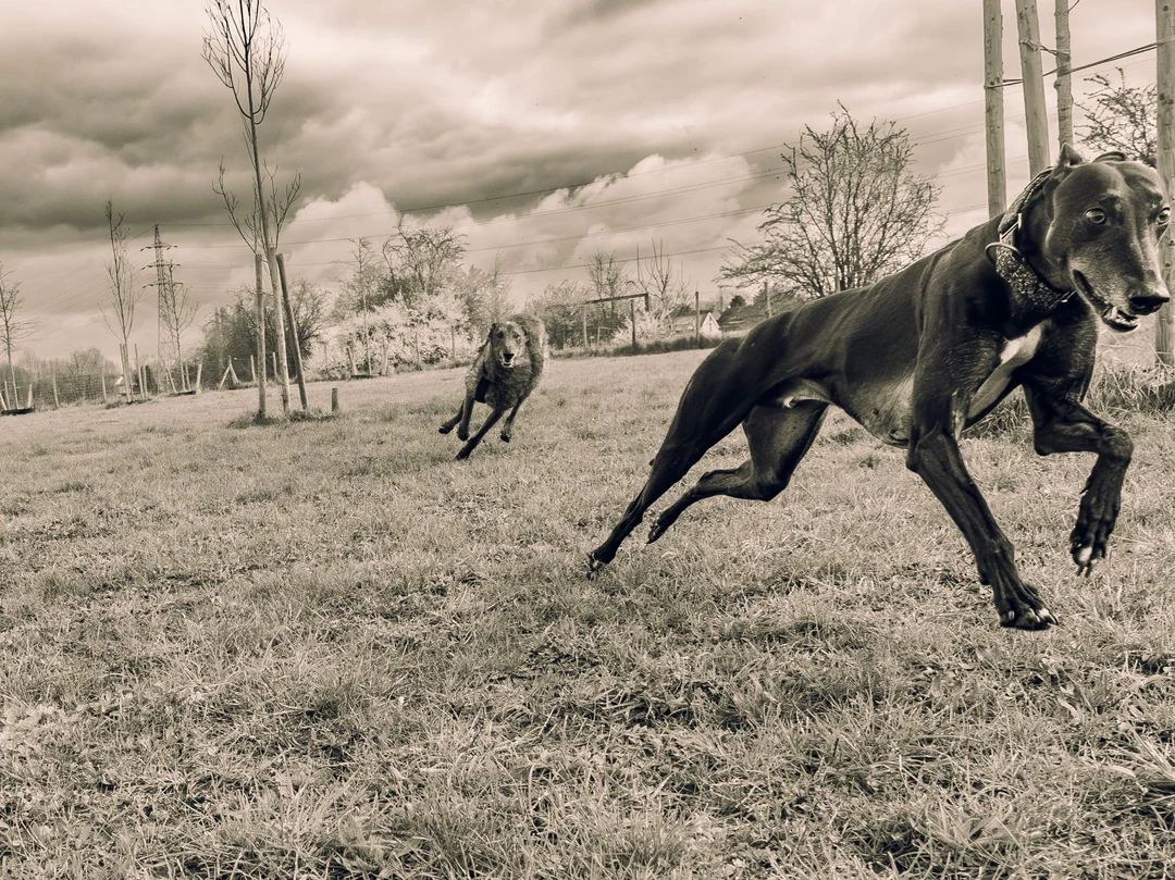 Gotta go fast | Scrolller