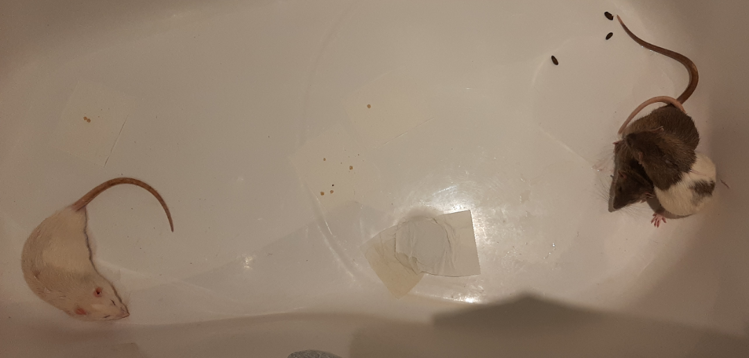 intros update 3, interactions? | Scrolller