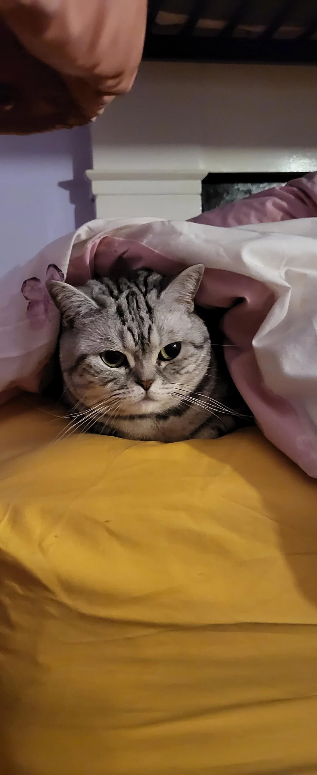 Cosy loaf Jess. | Scrolller