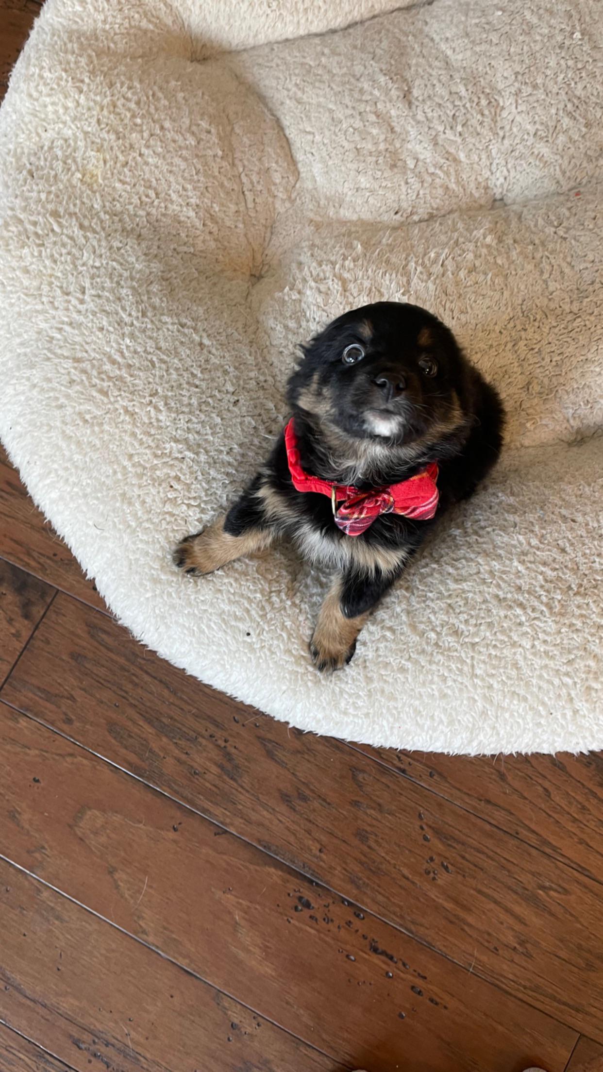 Bernie the derp | Scrolller