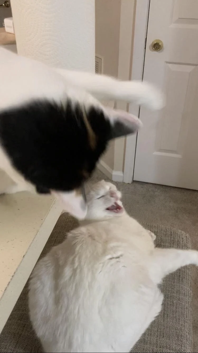 Blurry picture of cats | Scrolller
