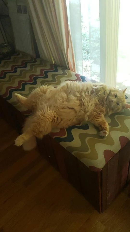 Behold, Gus! | Scrolller