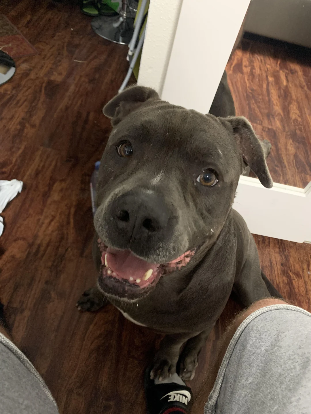 Discover more like Lookatmydog: Meet bubba and Related Content | Scrolller