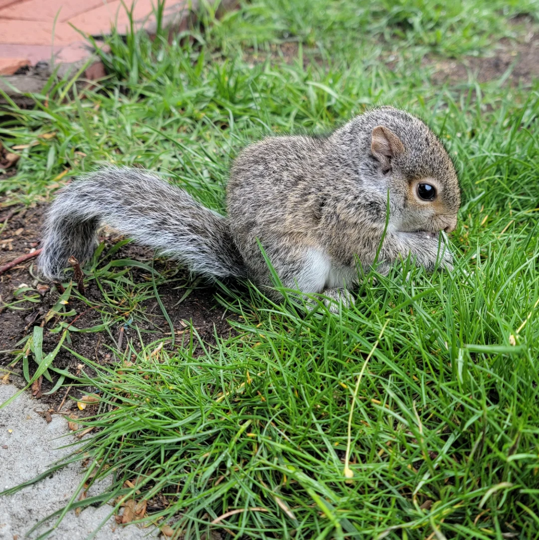 Orphaned squirrel? | Scrolller