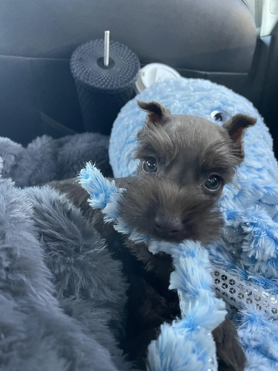 Meet Chase :) | Scrolller