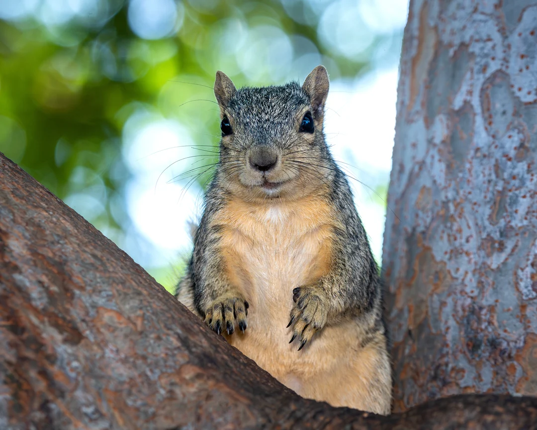 First thing in the morning Squirrel | Scrolller