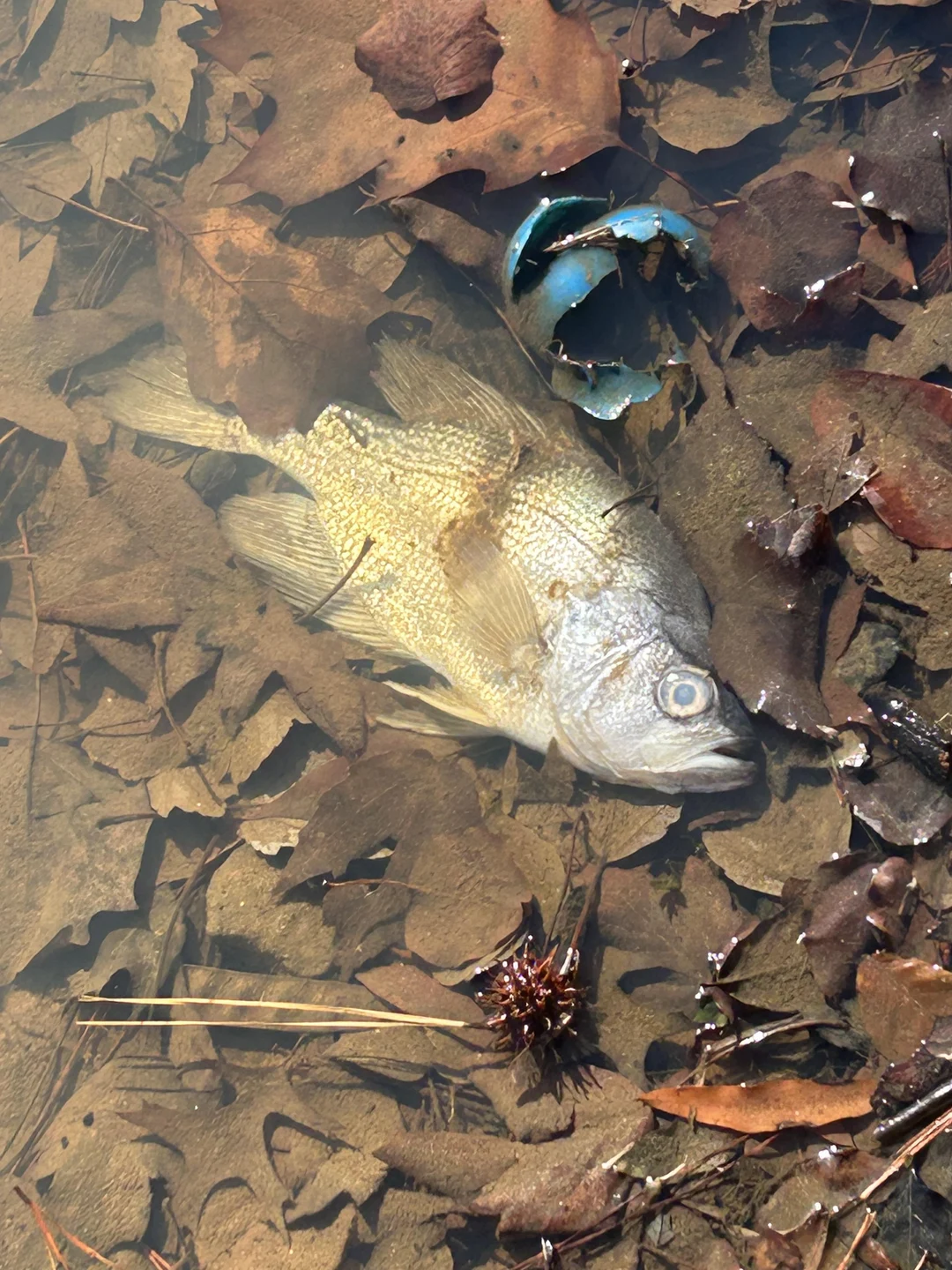 Identification | Scrolller