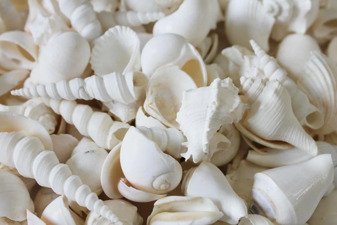 White seashells | Scrolller
