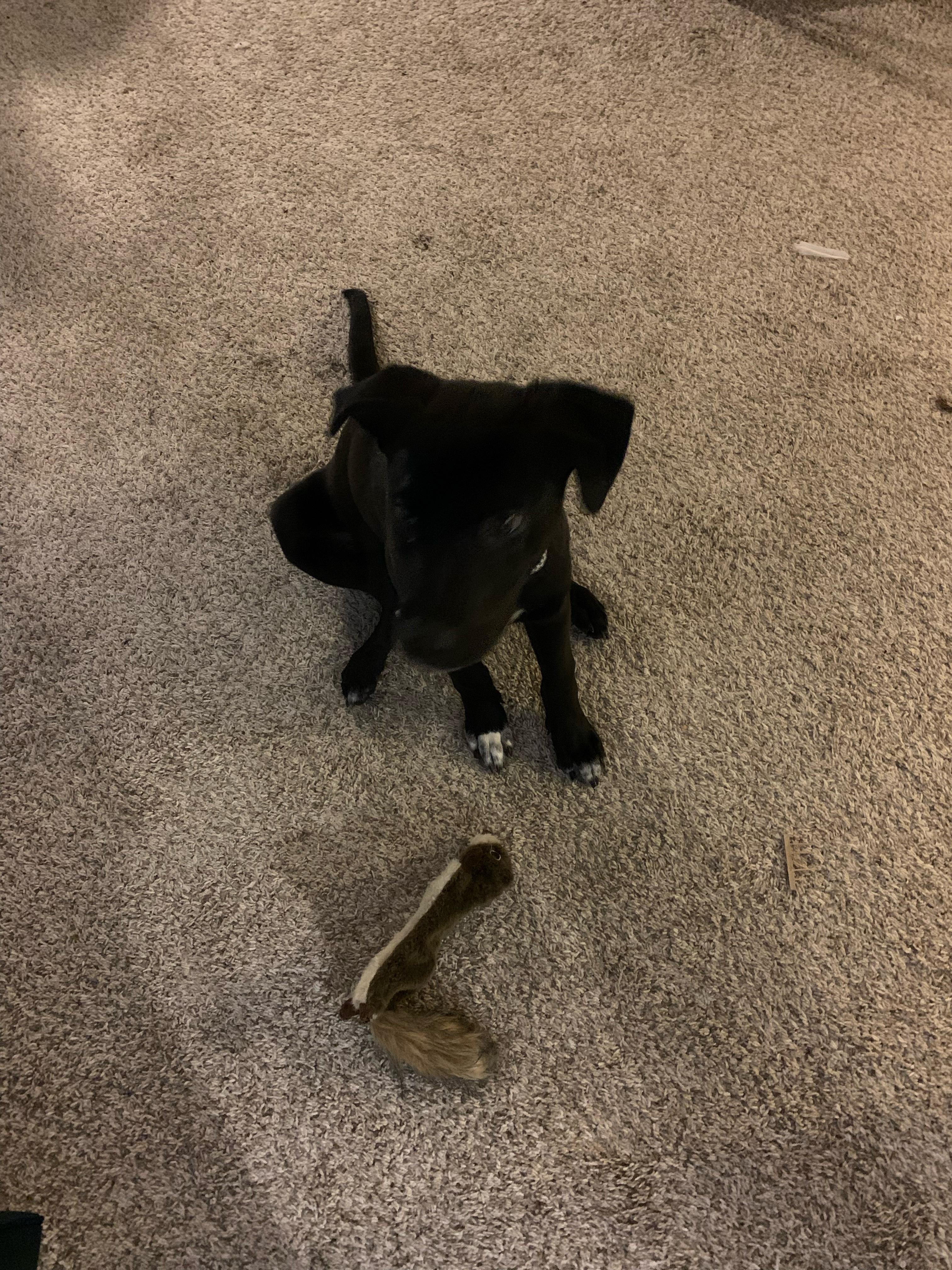 New pupper | Scrolller