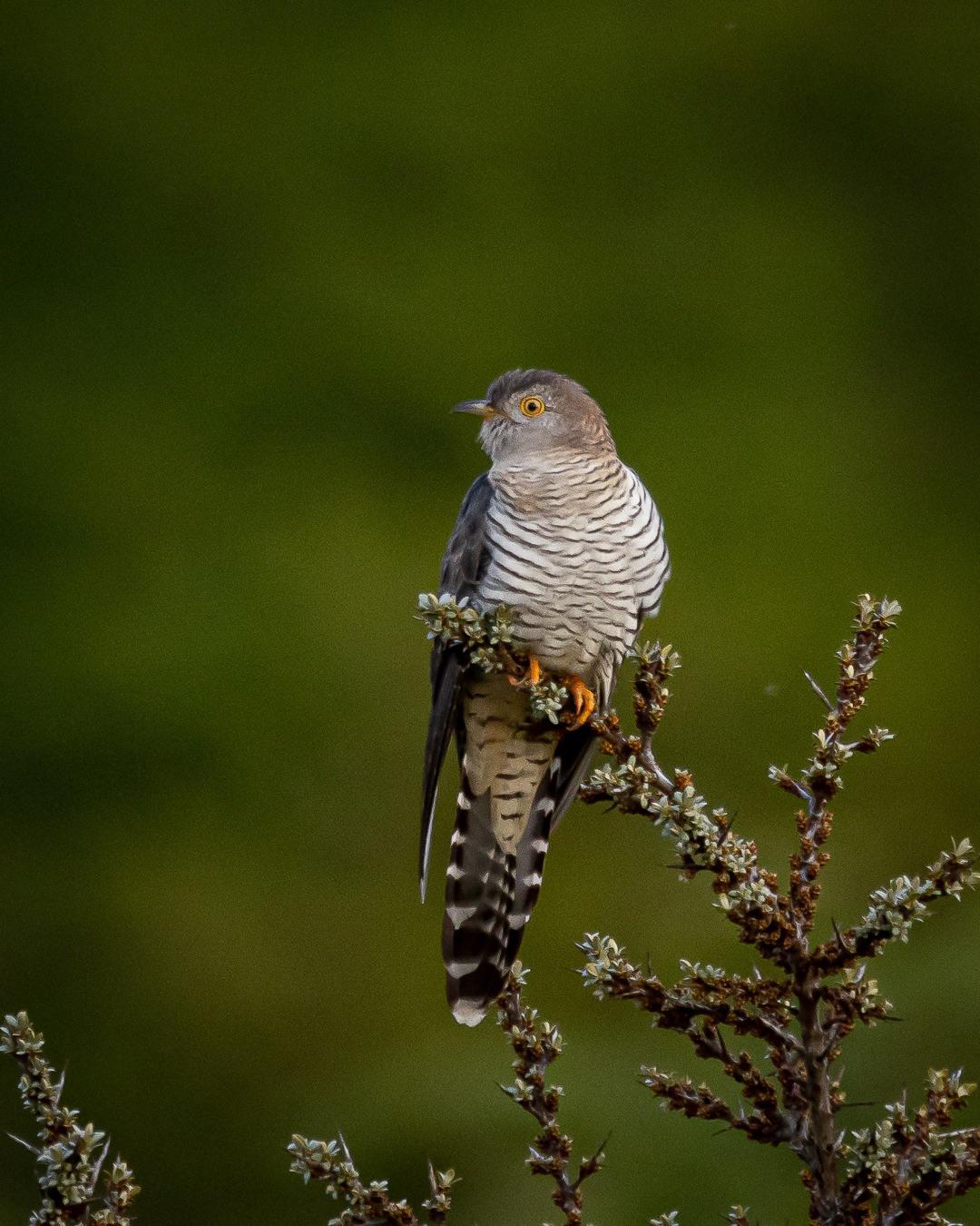 Common Cuckoo - The Netherlands | Scrolller