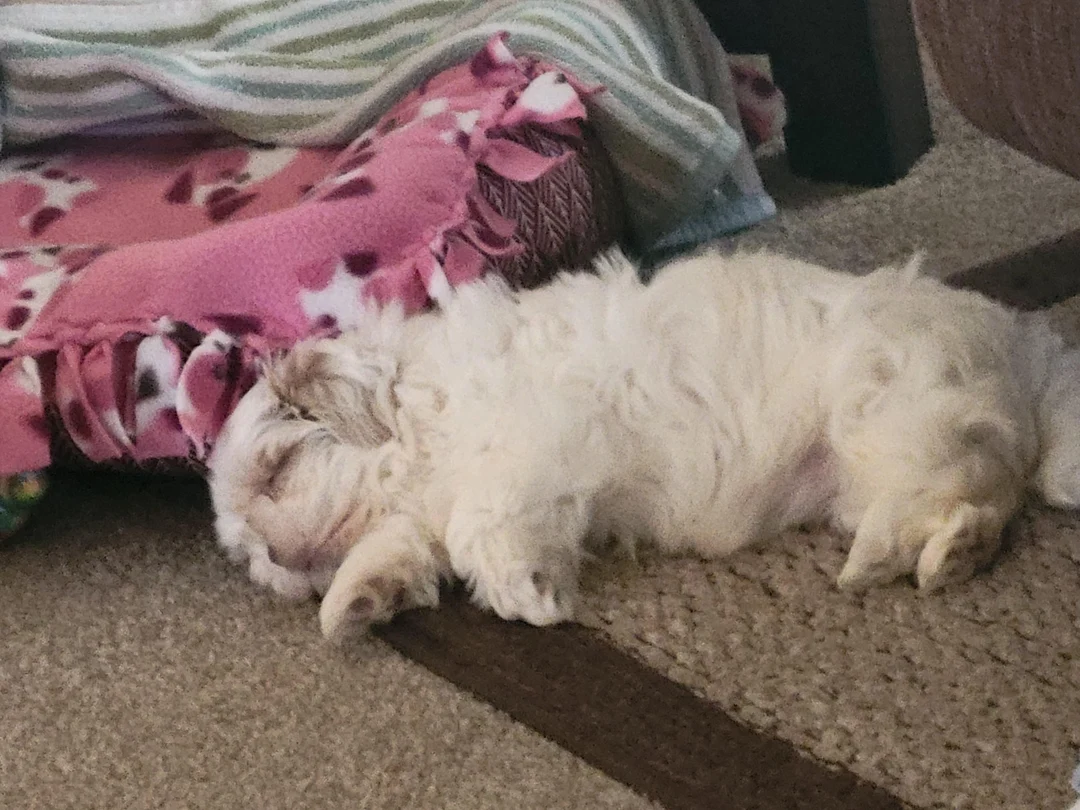 Molly Scrolller