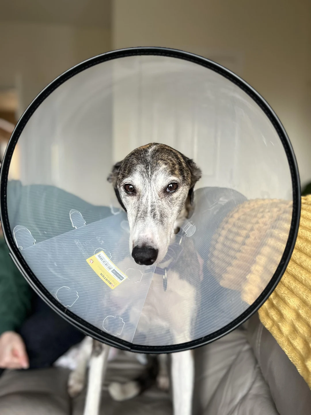 Not happy coming home as a cone-head! | Scrolller