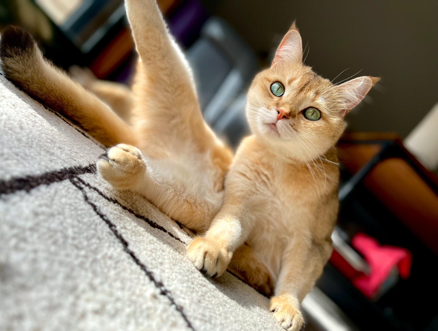 [OC] Simba never forgets about leg day! | Scrolller