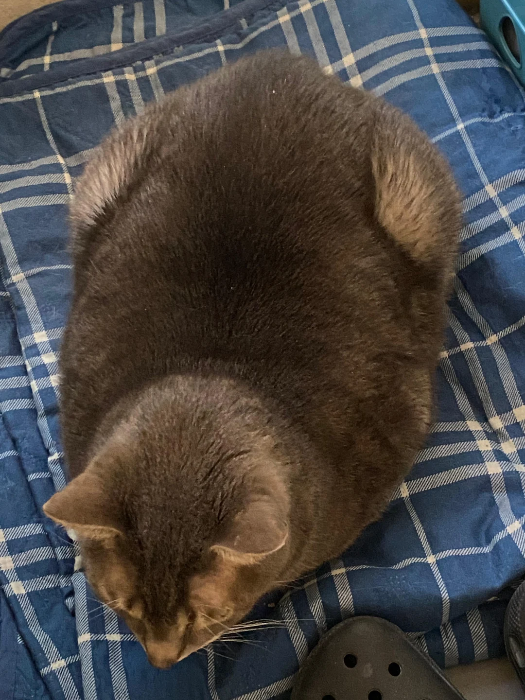 Chunk loaf | Scrolller