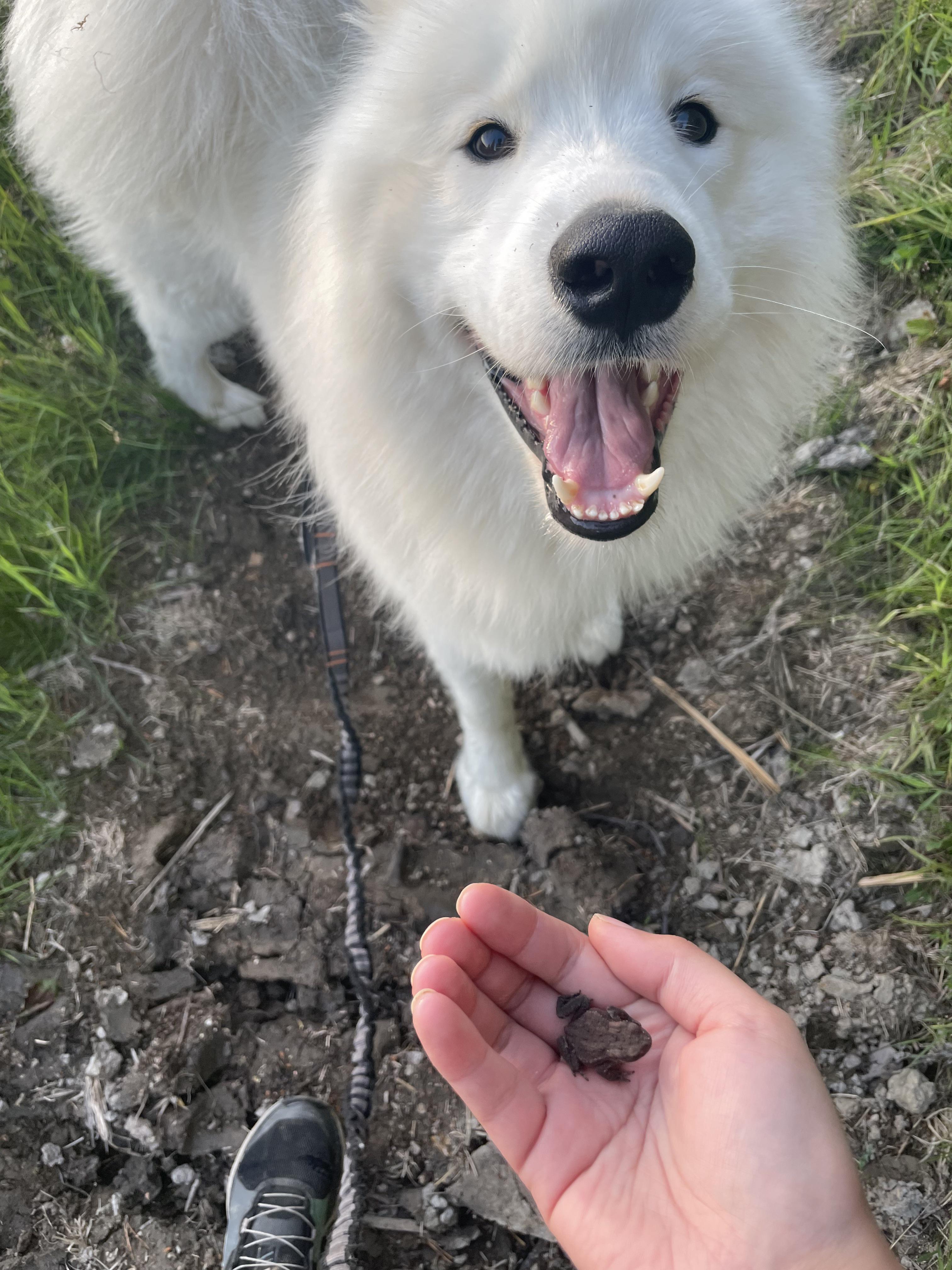 Smol frog big smile | Scrolller