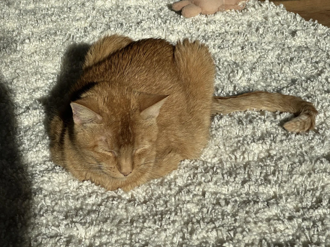 Sun loaf | Scrolller